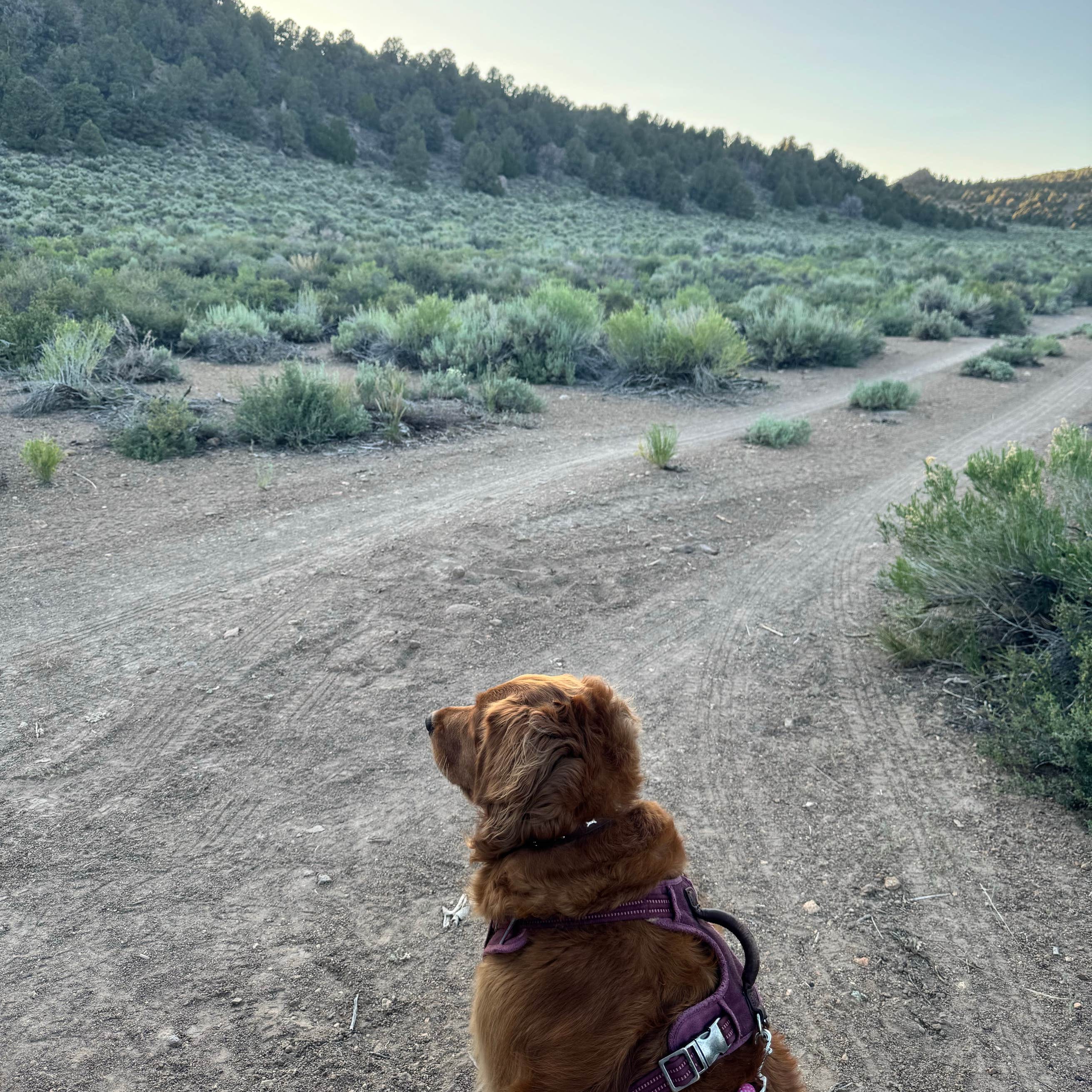 Bodie Roadside Camp | Bridgeport, California