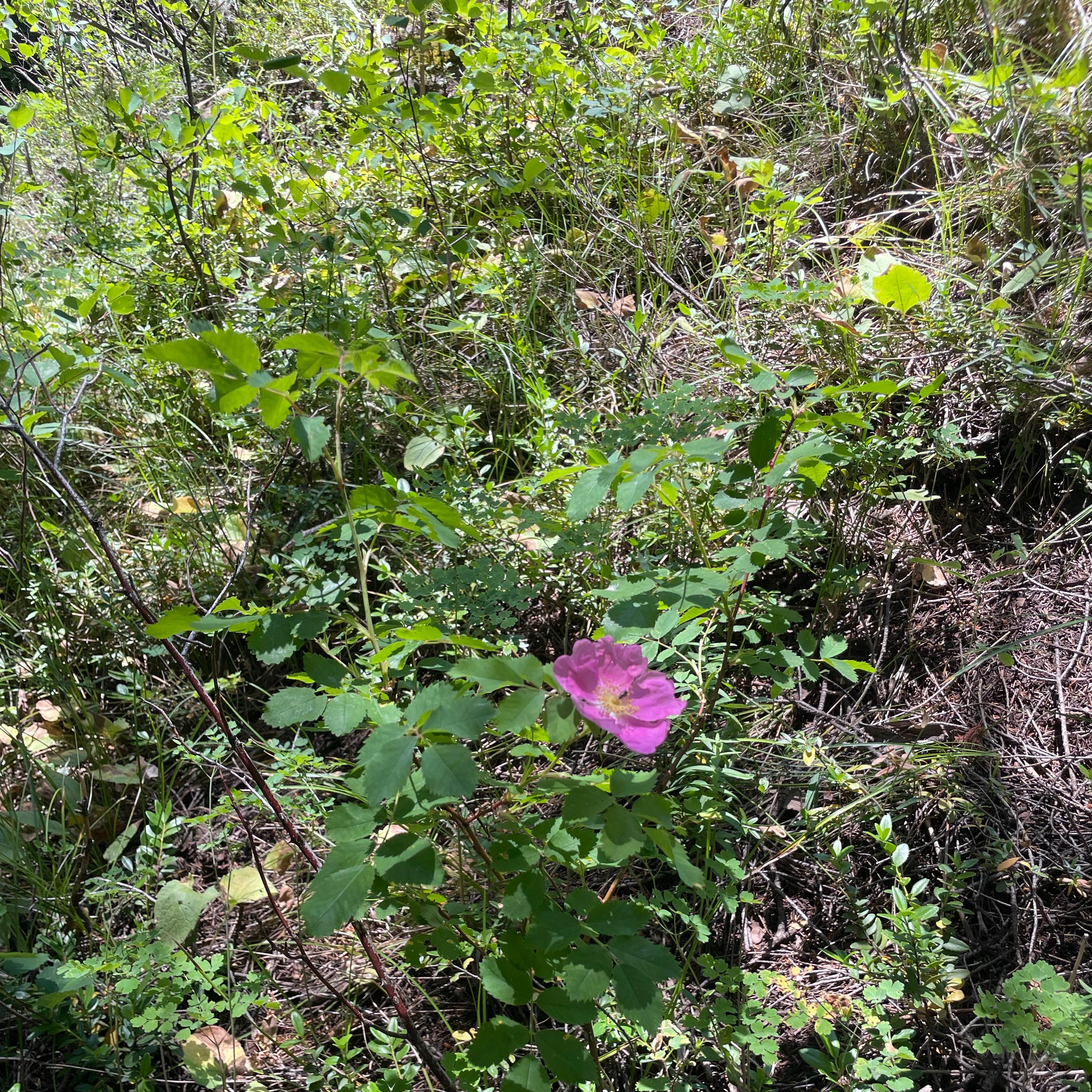 Bogan Flats Campground Grp S | Marble, Colorado