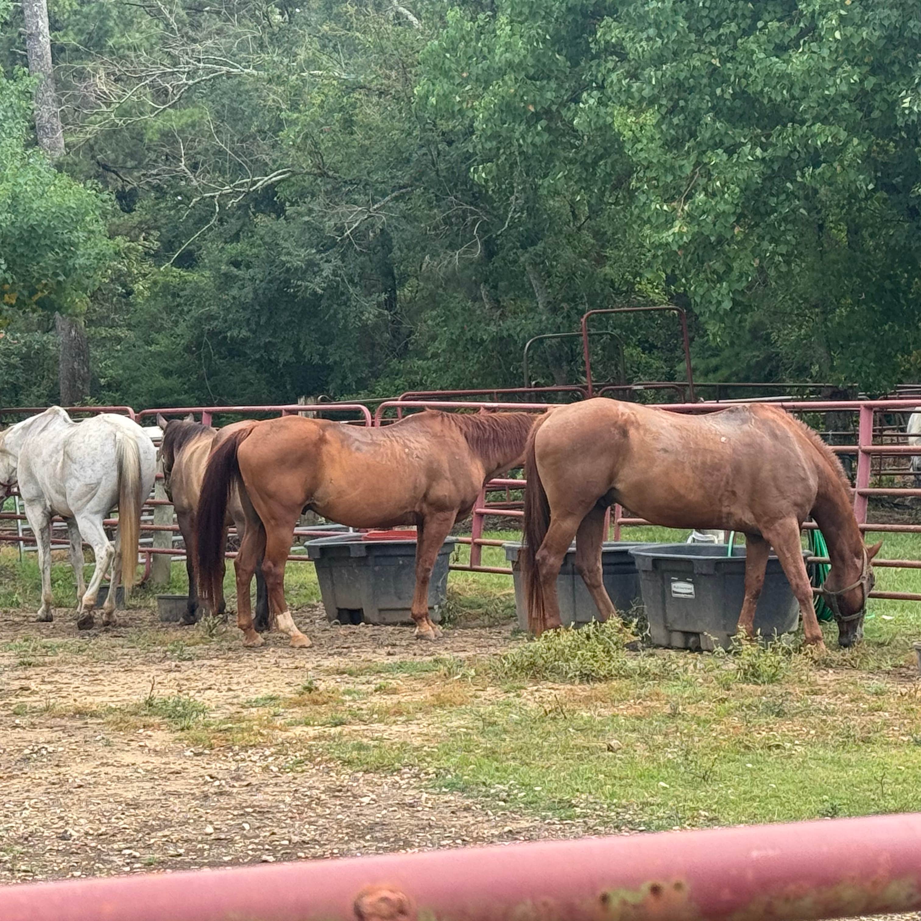 Bogue Chitto State Park Campground | Franklinton, Louisiana