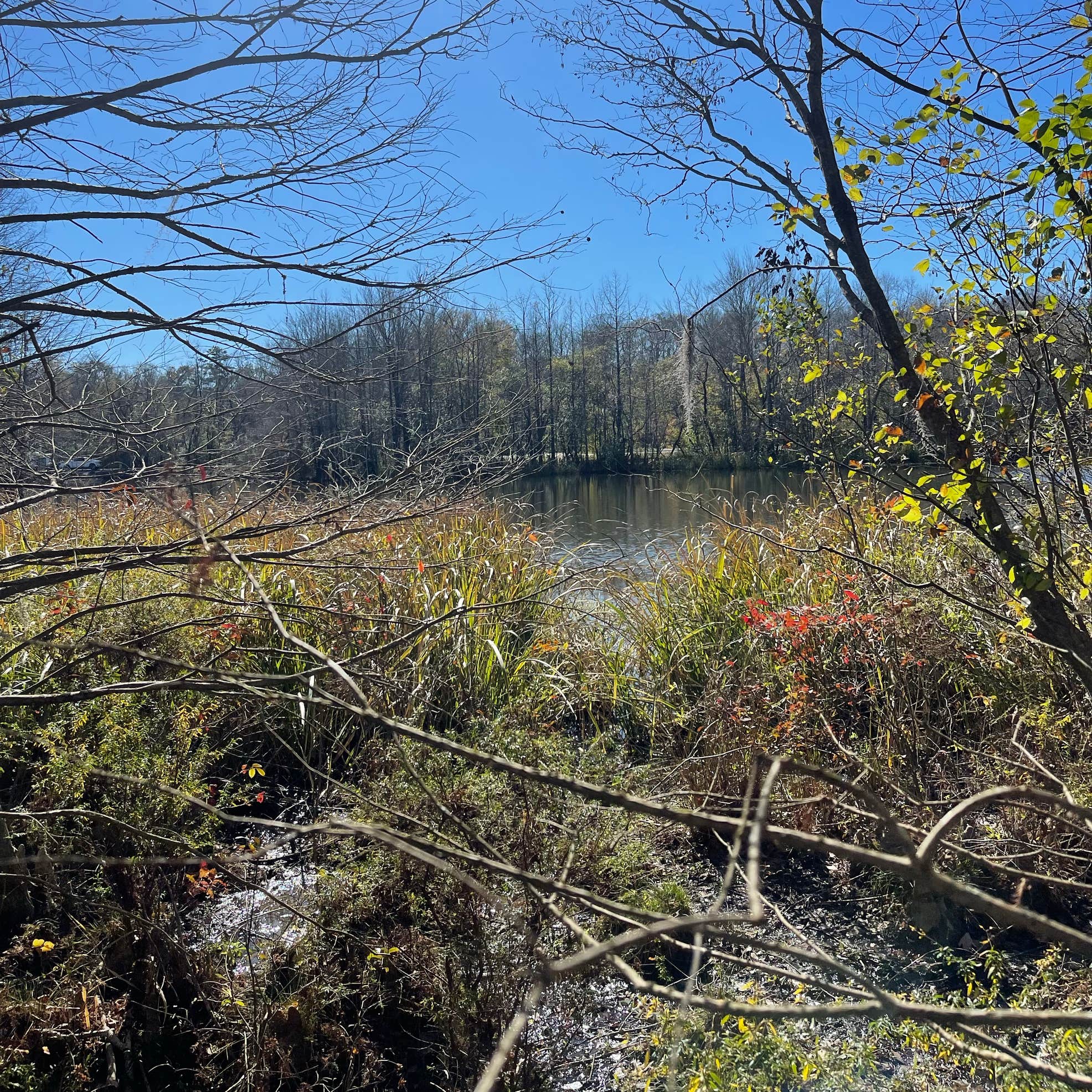 Bogue Chitto State Park Campground | Franklinton, Louisiana
