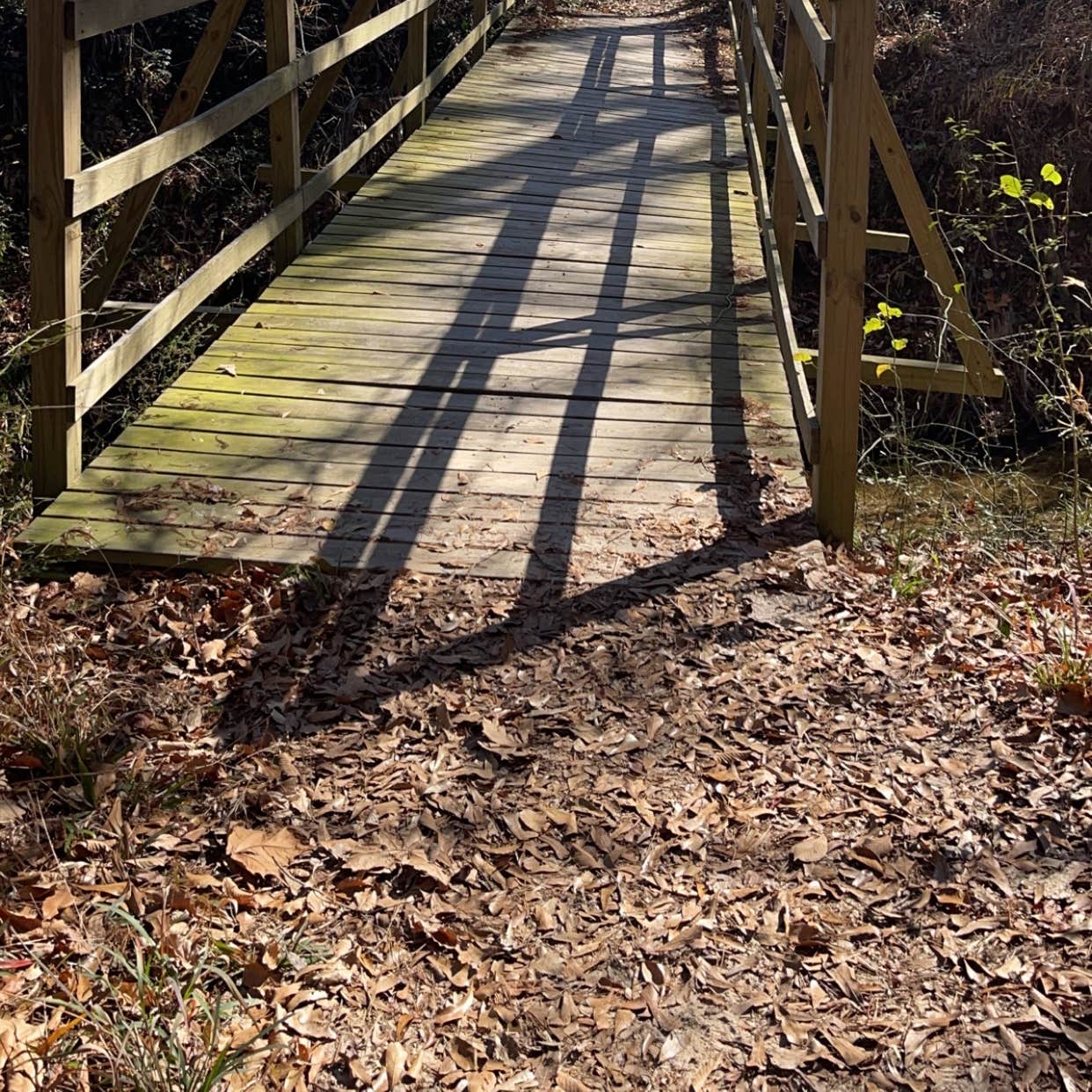 Bogue Chitto State Park Campground | Franklinton, Louisiana