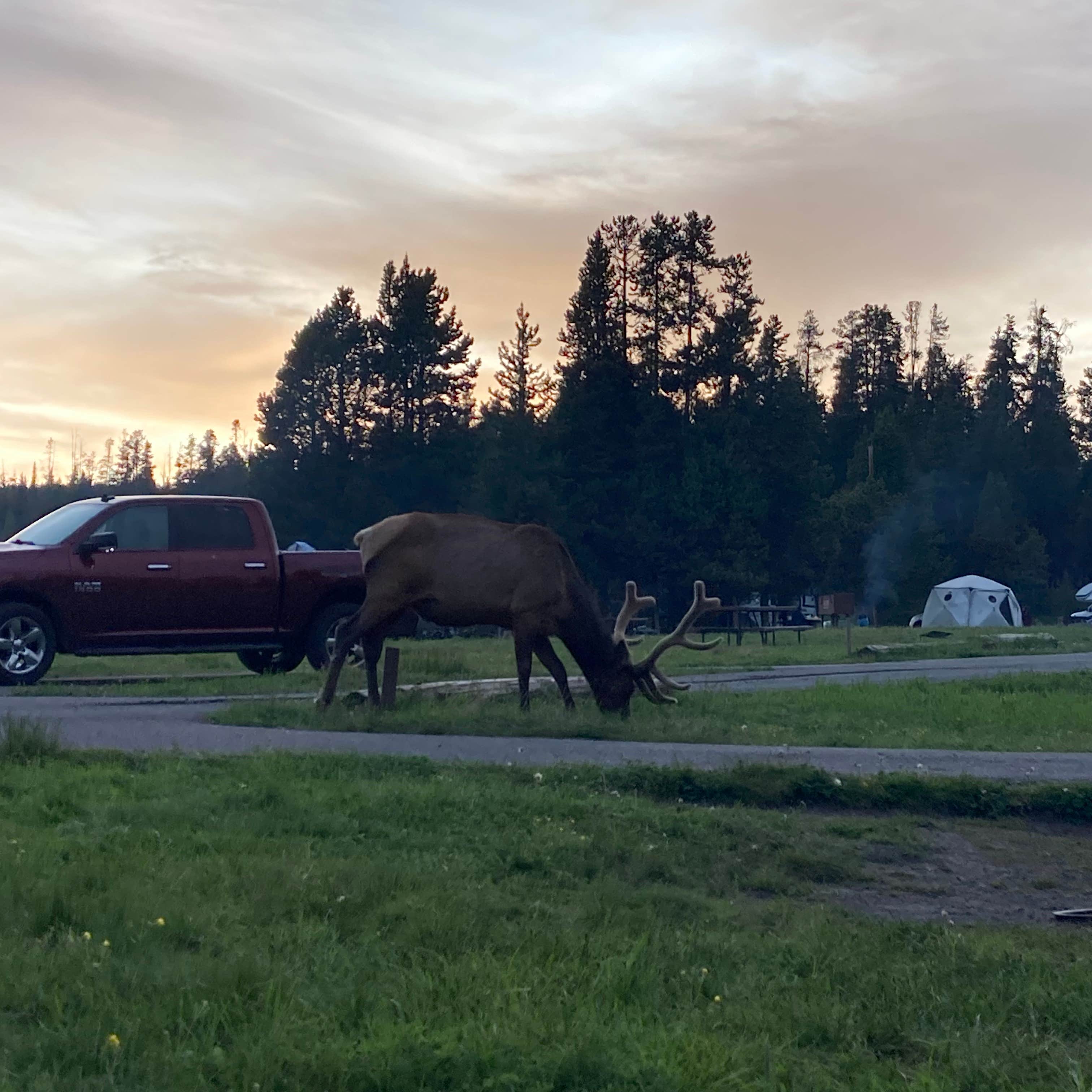 Bridge Bay Campground — Yellowstone National Park | West Yellowstone ...