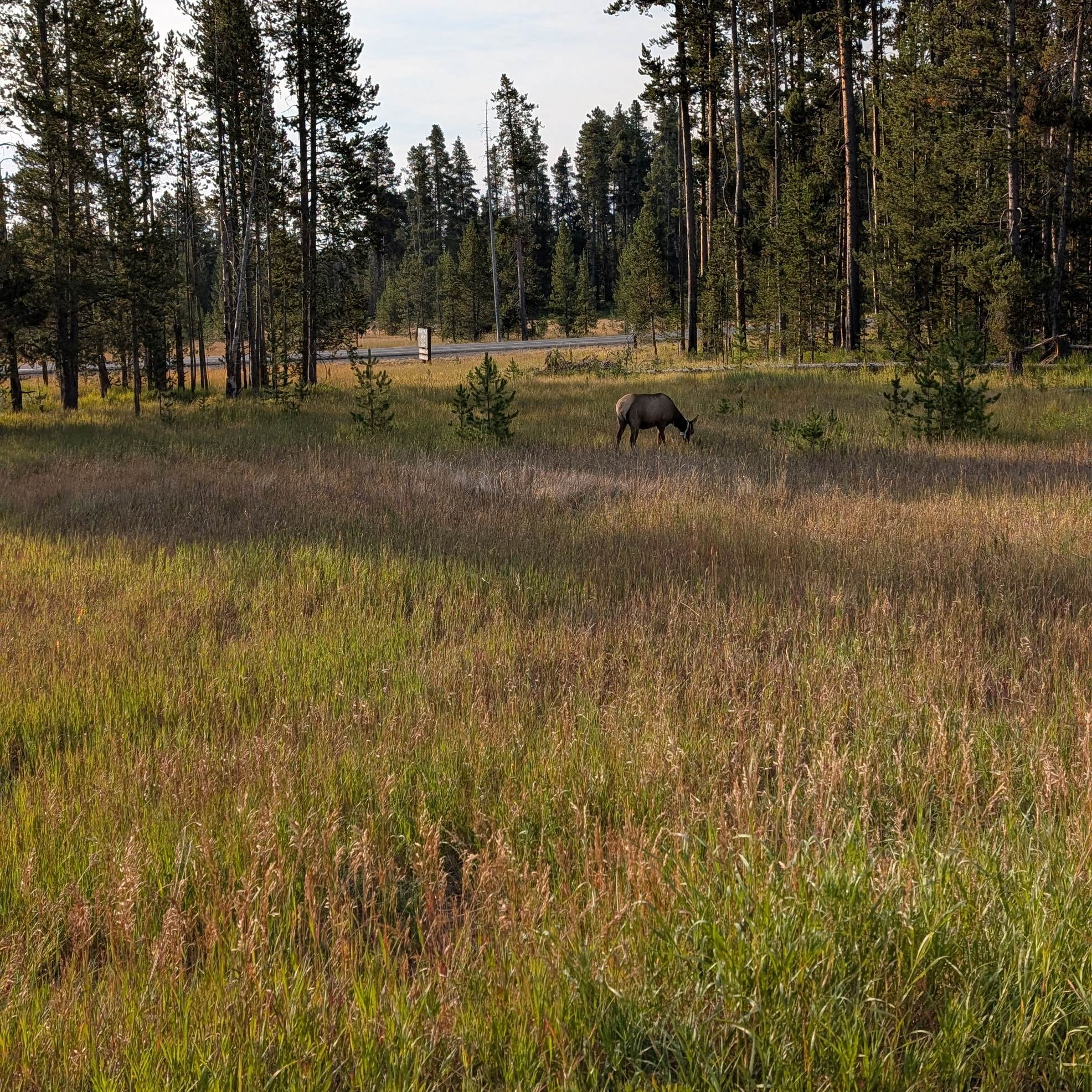 Bridge Bay Campground — Yellowstone National Park | West Yellowstone ...