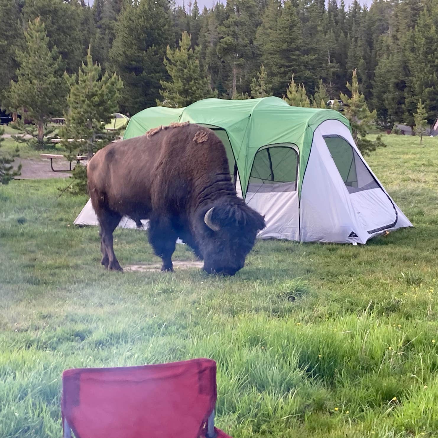 Bridge Bay Campground — Yellowstone National Park | West Yellowstone ...
