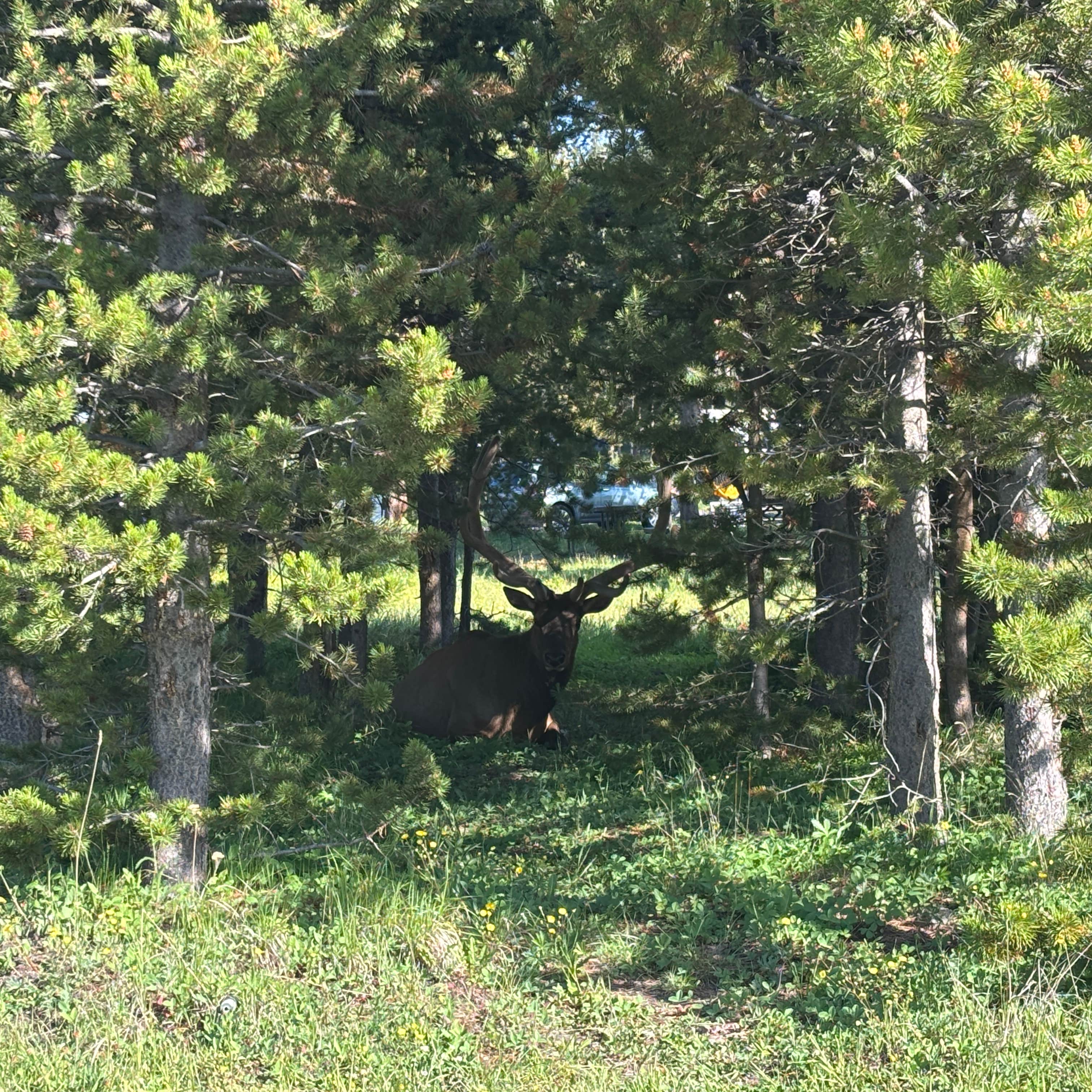 Bridge Bay Campground — Yellowstone National Park | West Yellowstone ...