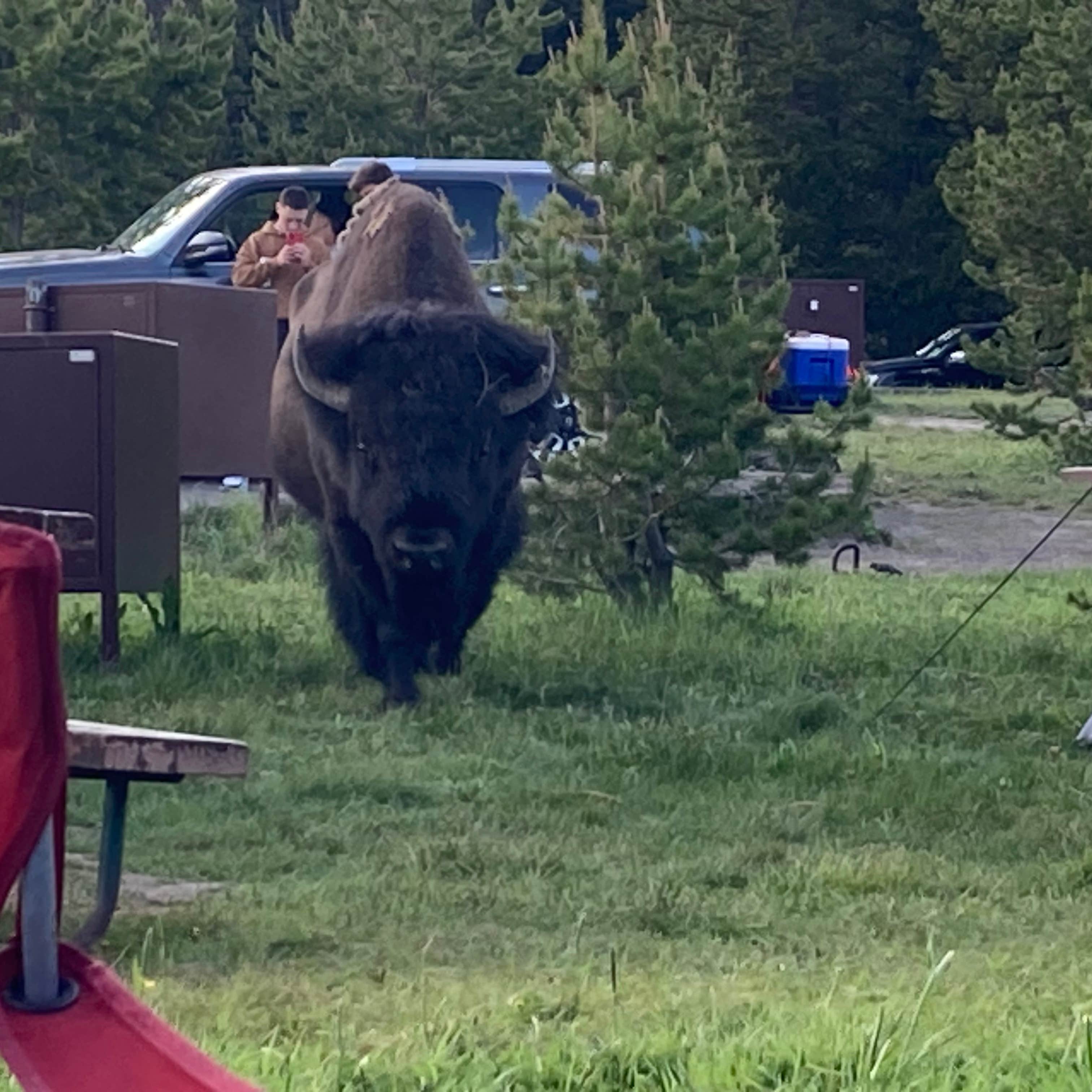 Bridge Bay Campground — Yellowstone National Park | West Yellowstone ...