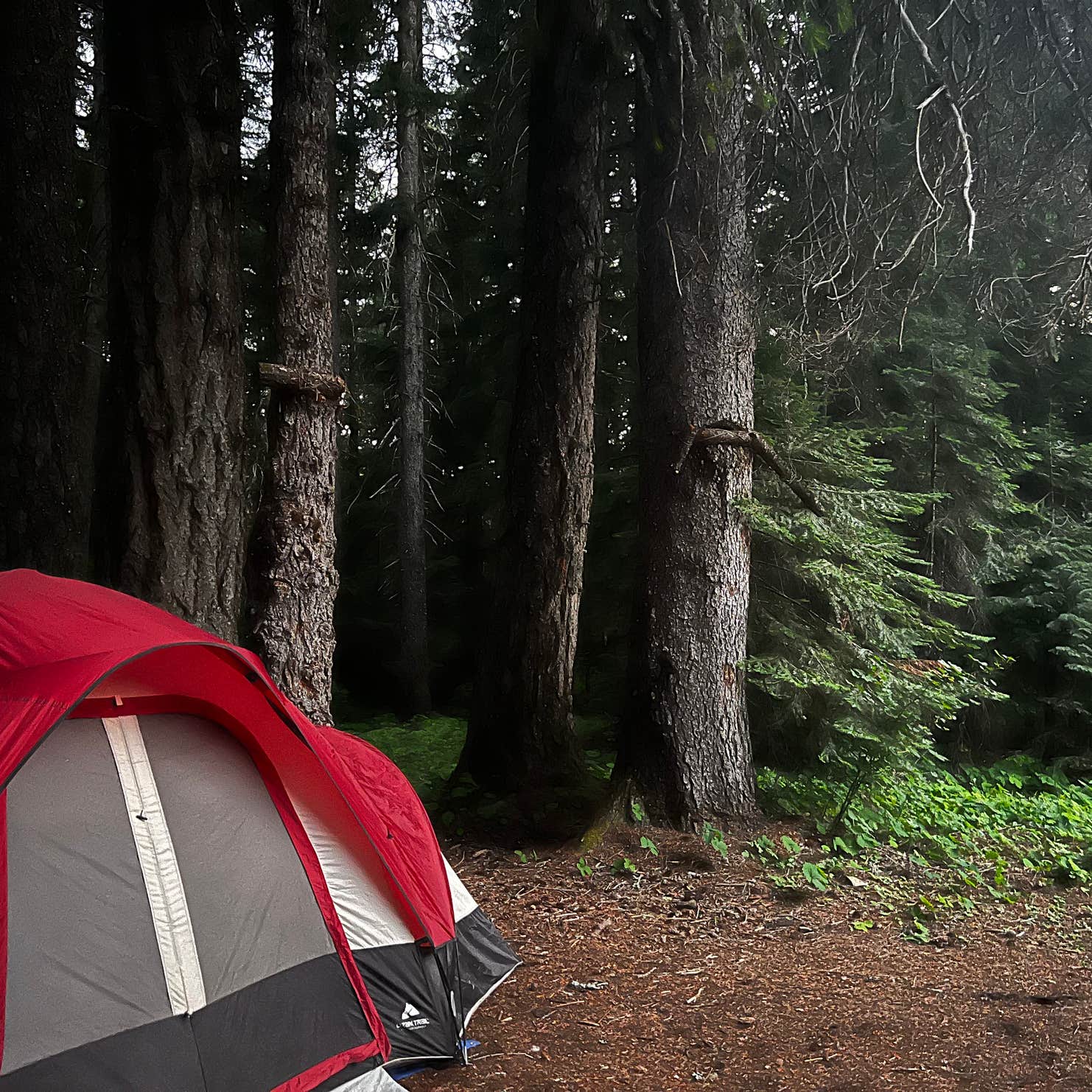 Briggs Dispersed Camp | Clearwater, Oregon