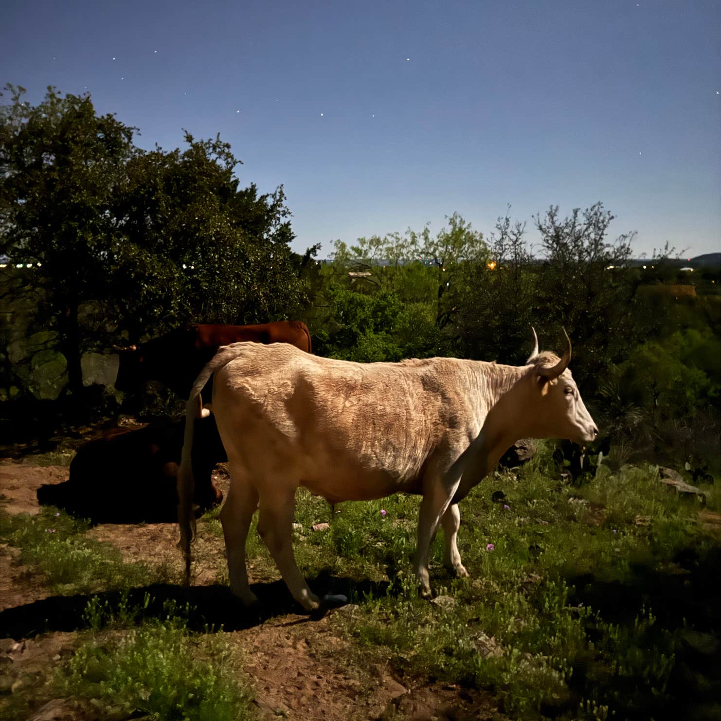 Brown Chicken Brown Cow Ranch Camping | Llano, Texas
