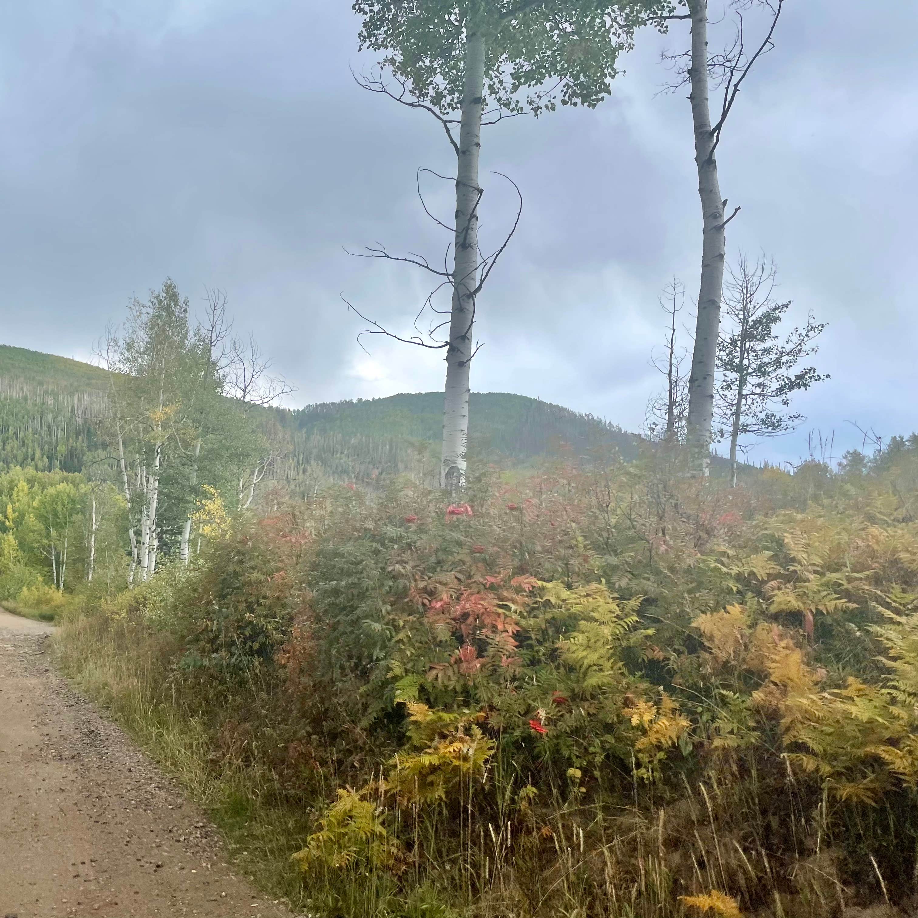 Buffalo Pass Dispersed Camping | Steamboat Springs, CO