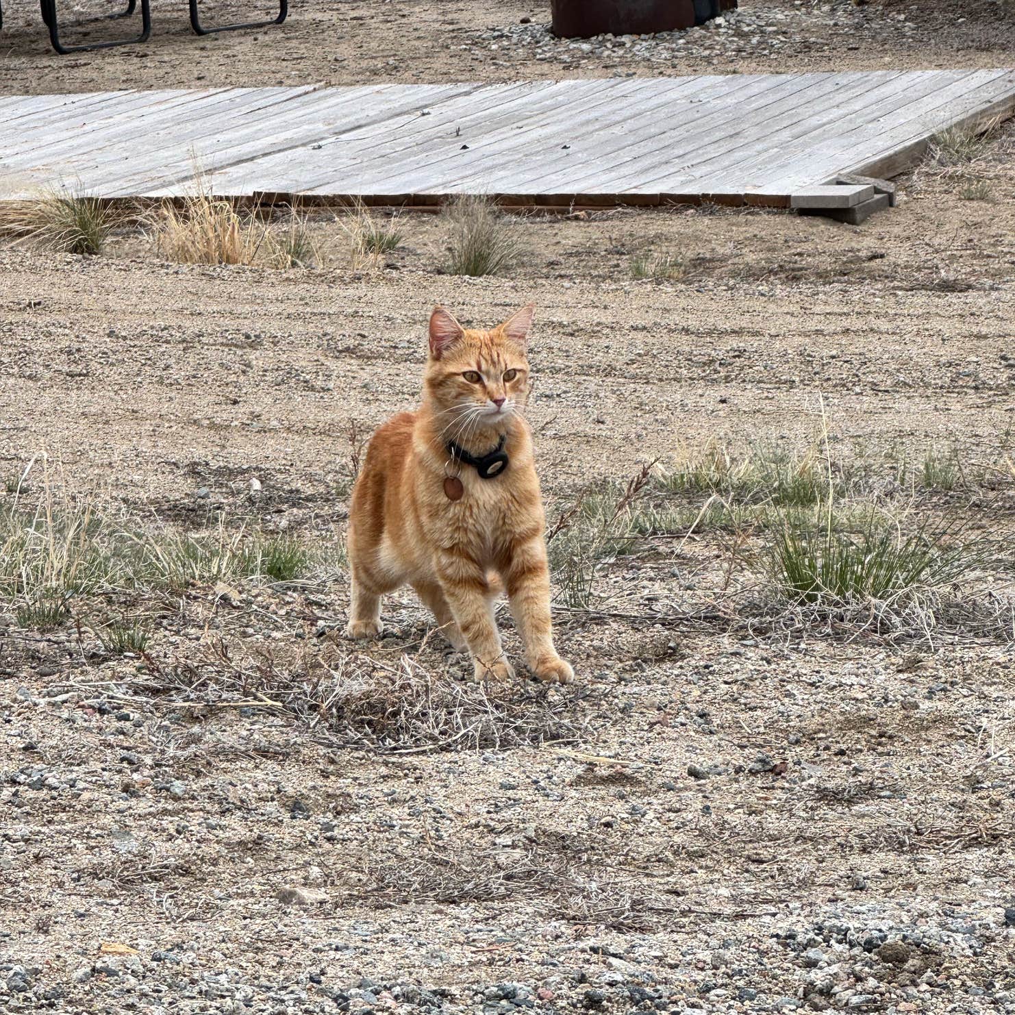 BV Overlook Camping | Buena Vista, Colorado