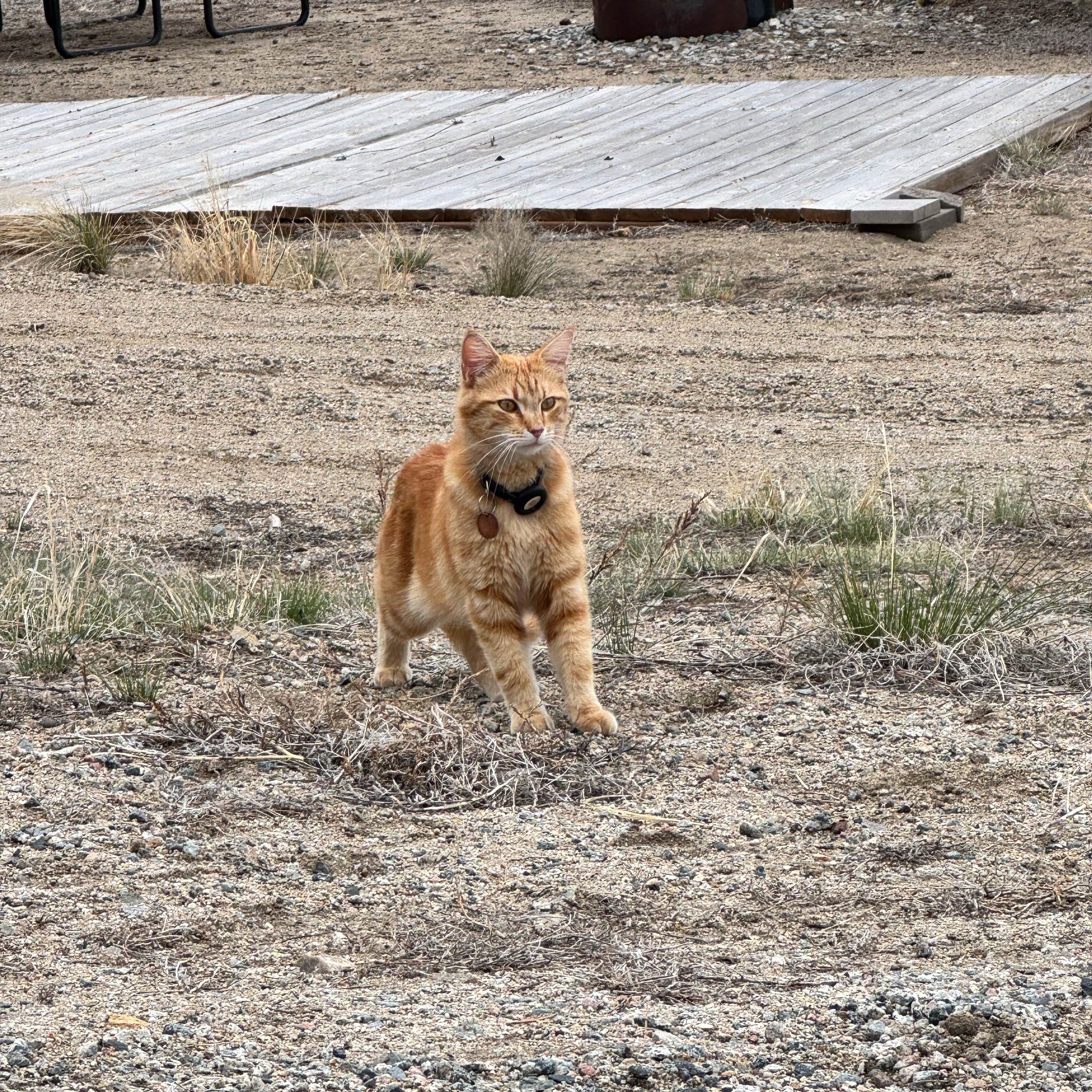 BV Overlook Camping | Buena Vista, Colorado