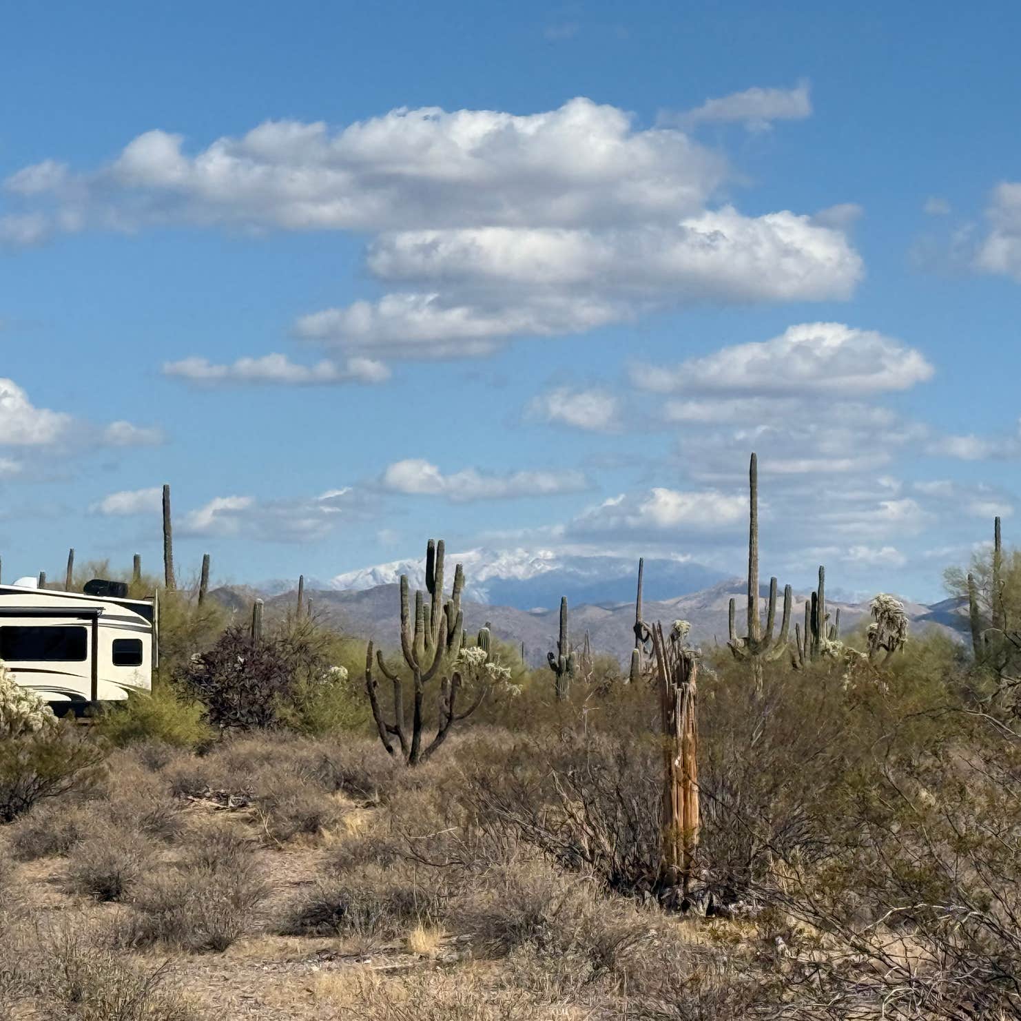 Cactus Forest Dispersed Camping | Marana, Arizona