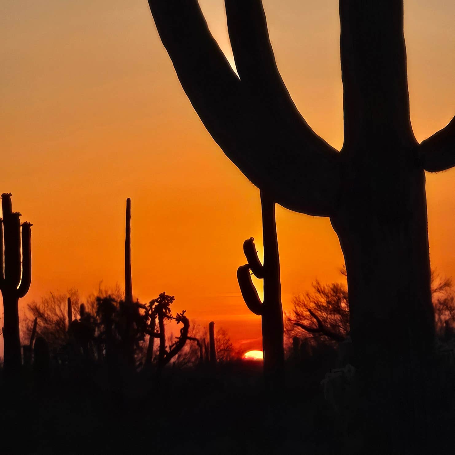 Cactus Forest Dispersed Camping | Marana, Arizona