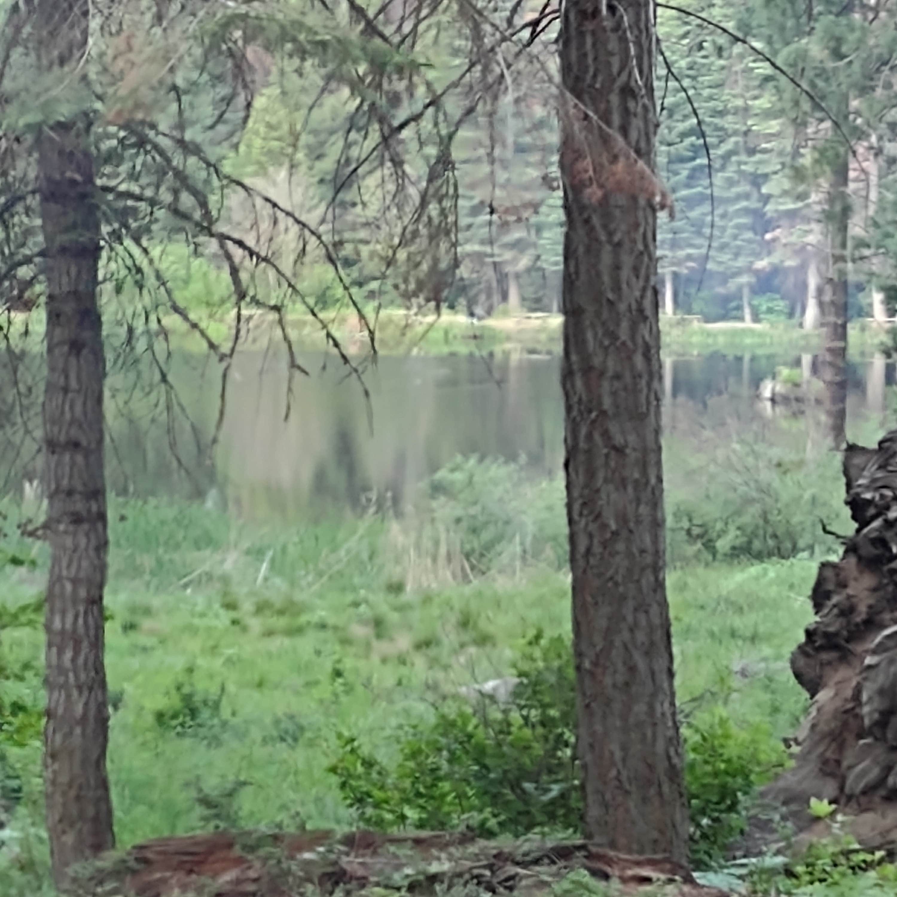 Balch Park Campground | Camp Nelson, California