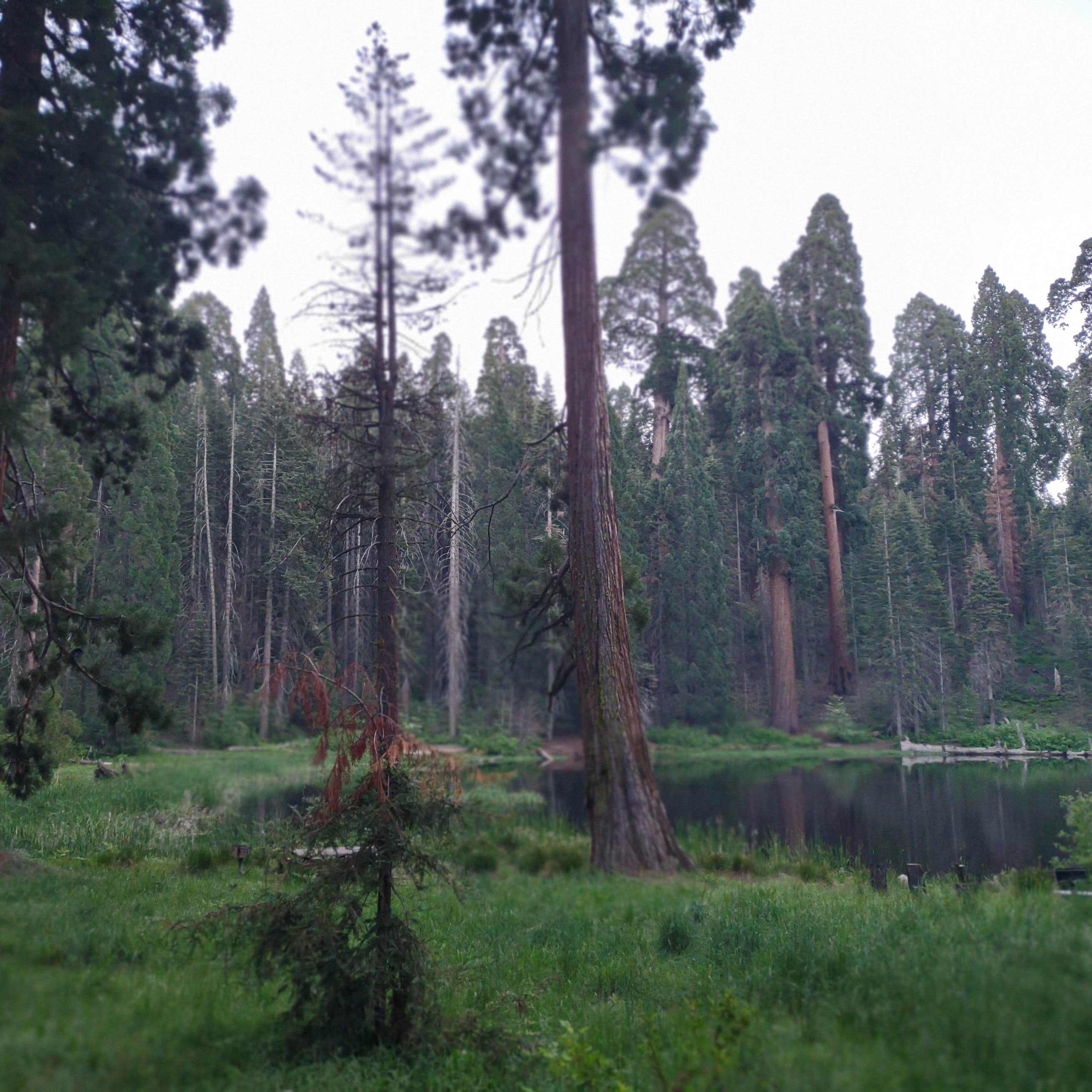 Balch Park Campground | Springville, CA