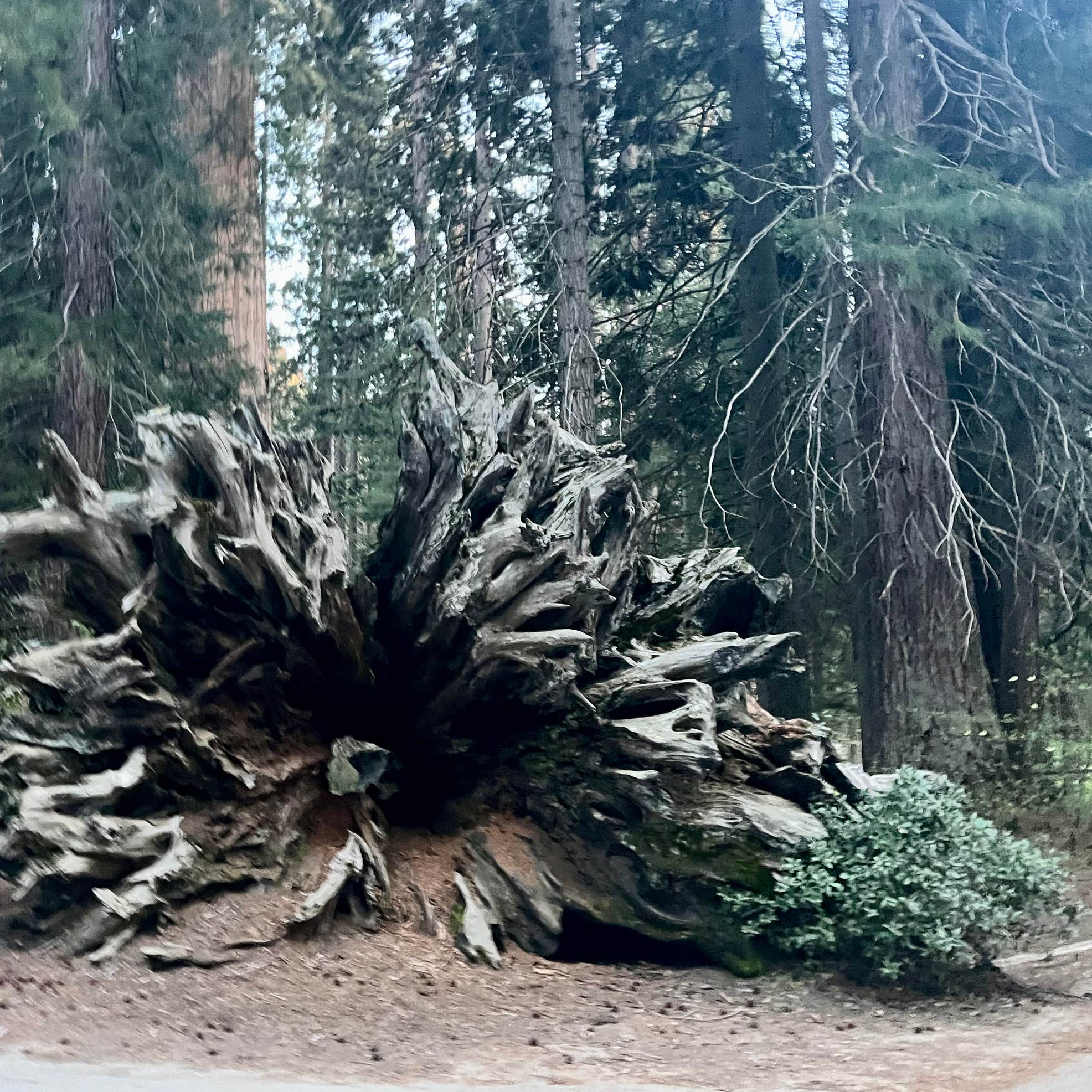 Balch Park Campground | Camp Nelson, California