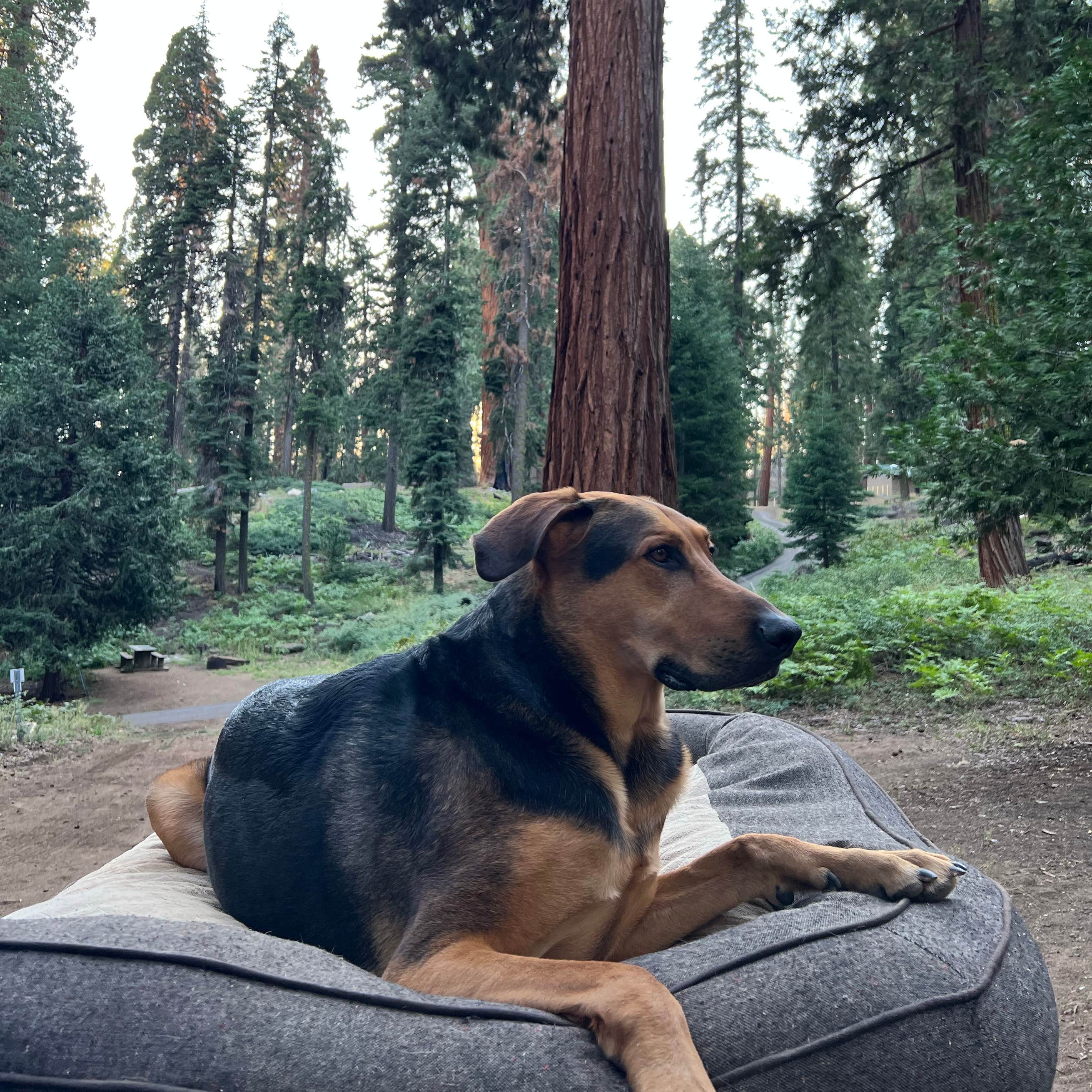 Balch Park Campground | Camp Nelson, California