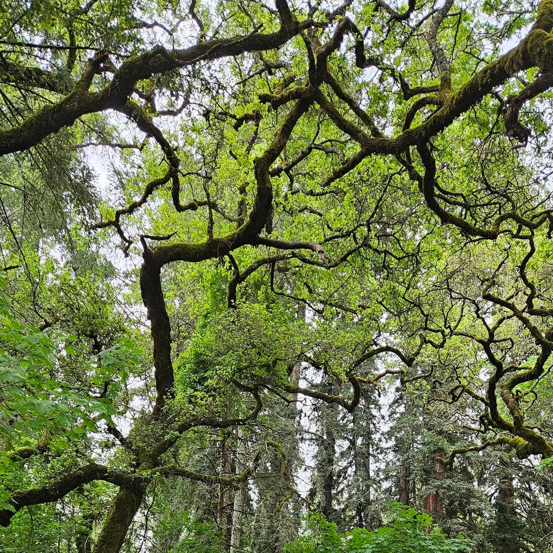 Ritchey Creek Campground — Bothe-Napa Valley State Park | Calistoga, CA