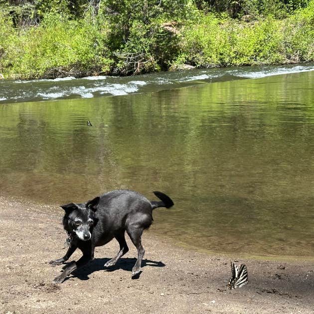 China Flat Campground | Kyburz, California
