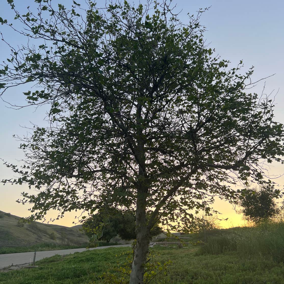 Rolling M. Ranch Campground — Chino Hills State Park | Riverside, CA