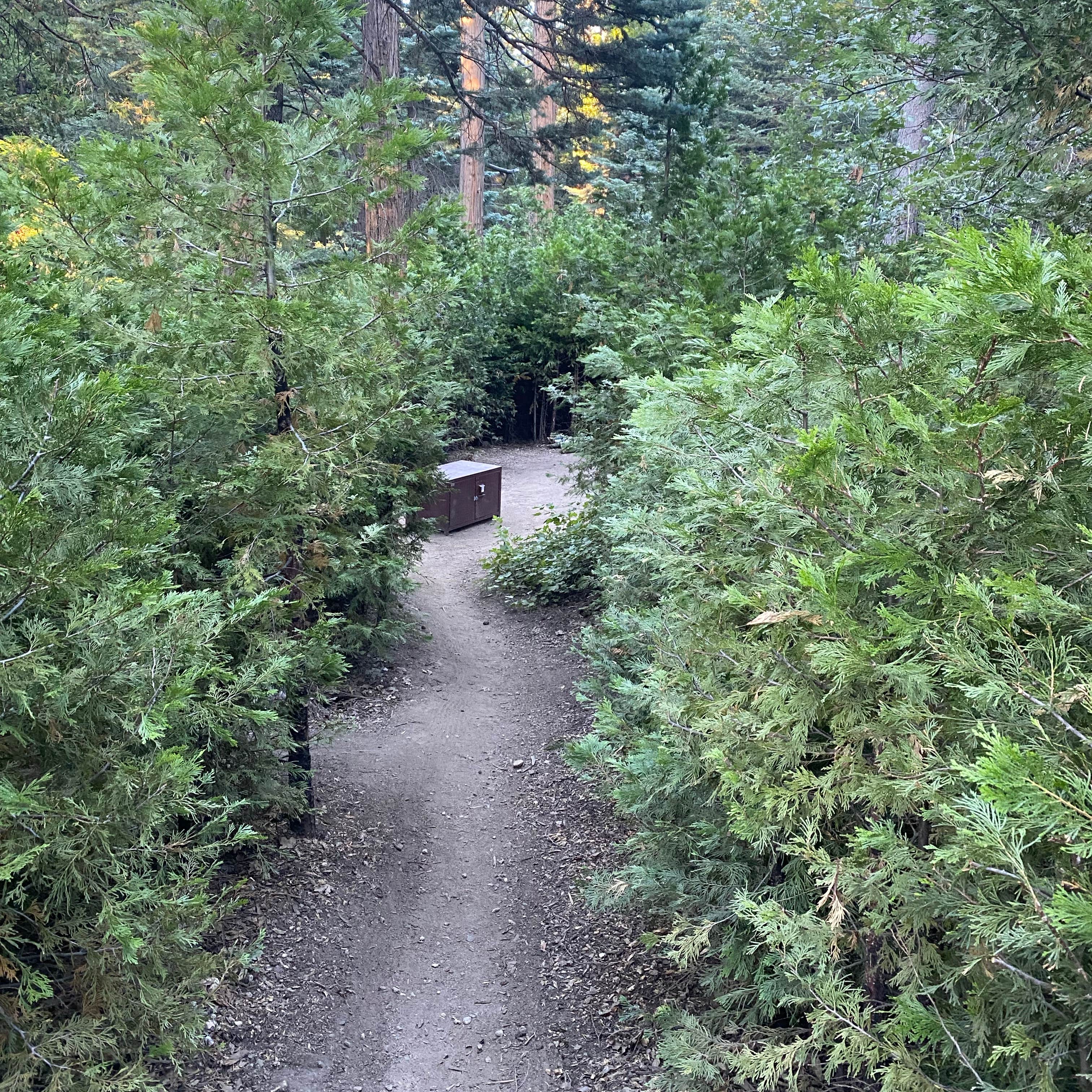 Dogwood Camping | Rimforest, California