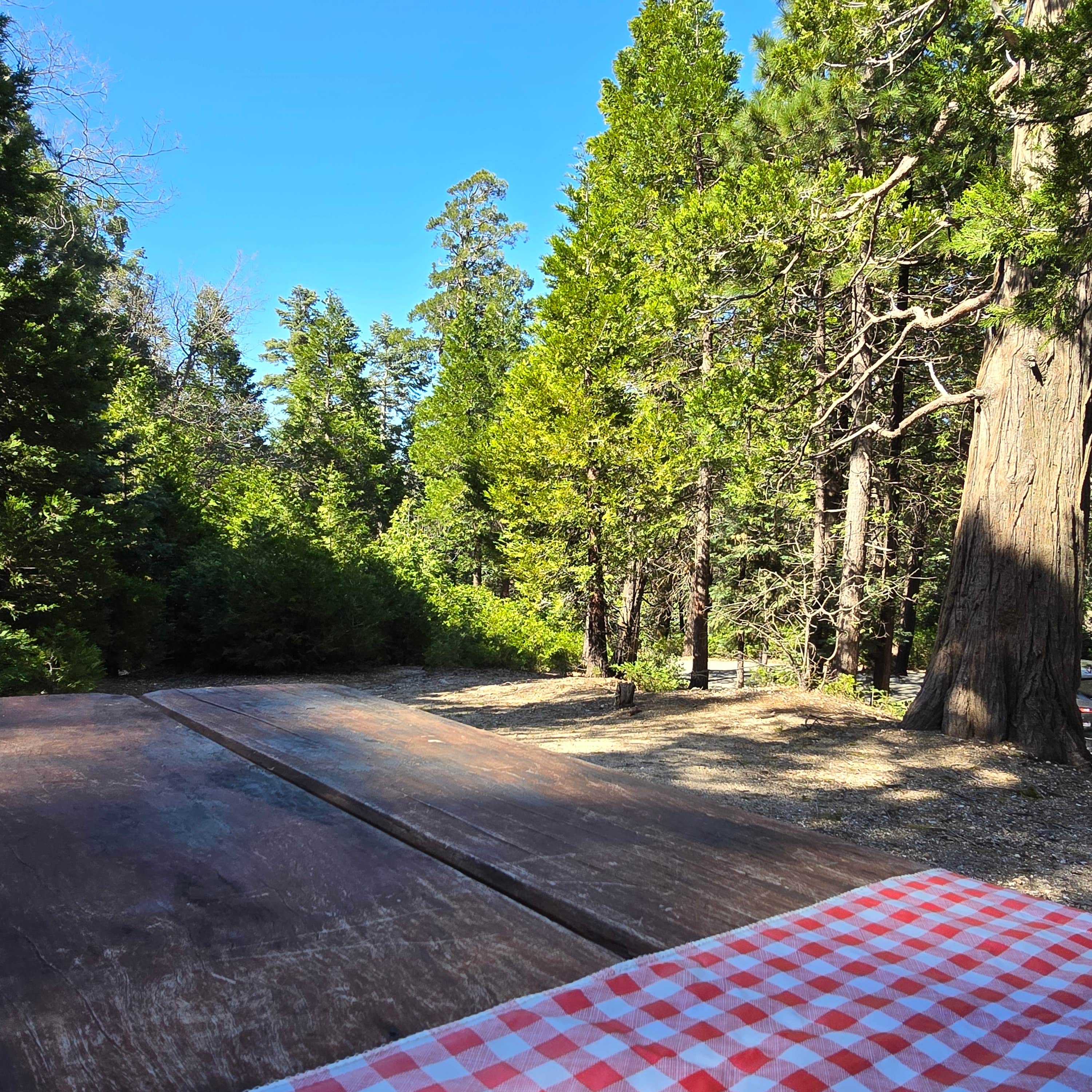 Dogwood Camping | Rimforest, California