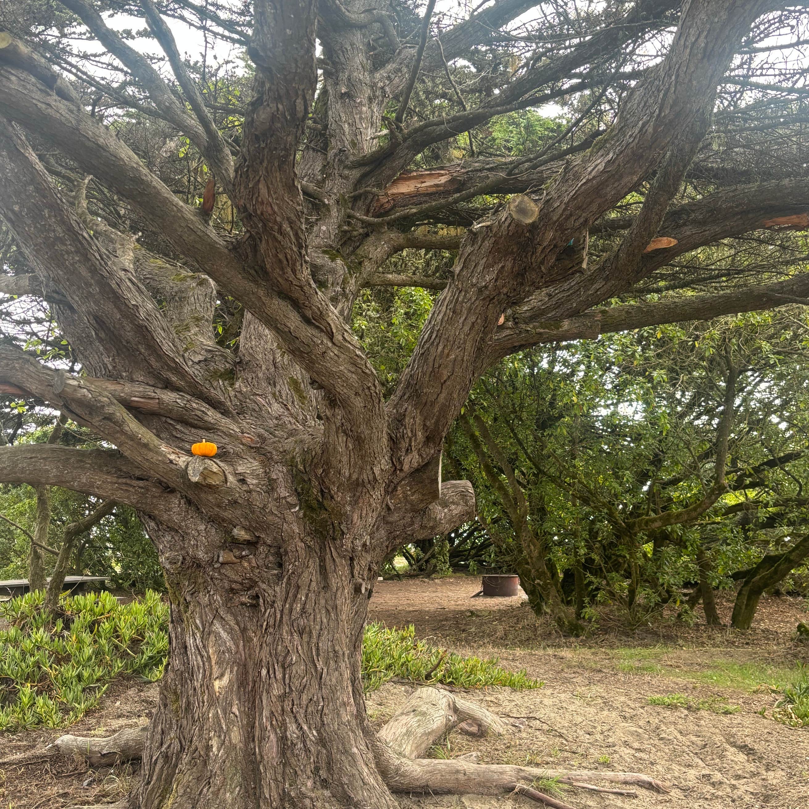 Doran Regional Park Camping | Bodega Bay, California