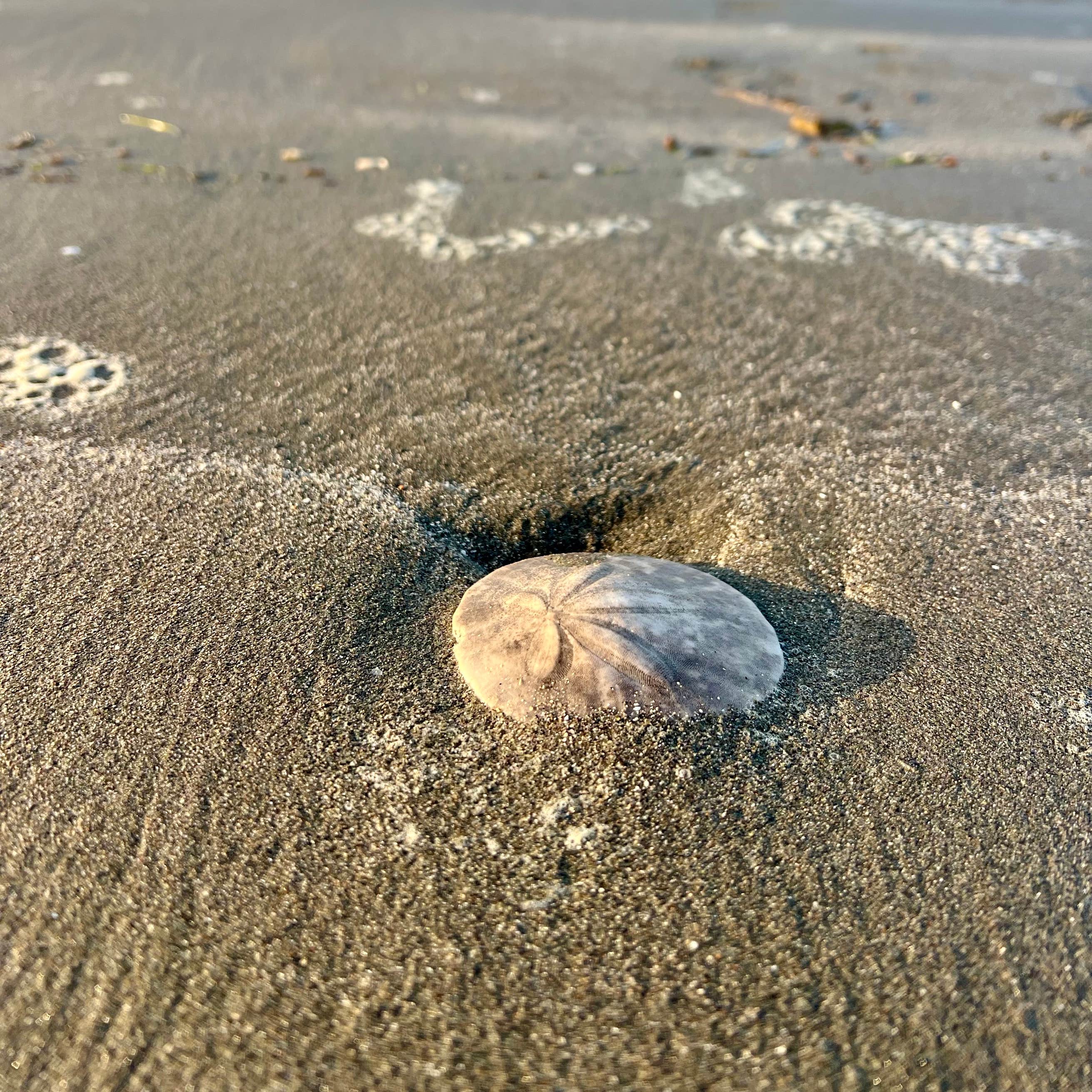 Doran Regional Park Camping | Bodega Bay, CA