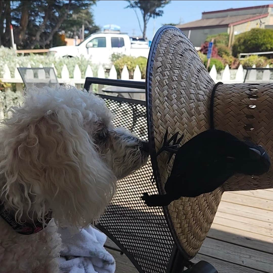 Doran Regional Park Camping | Bodega Bay, California