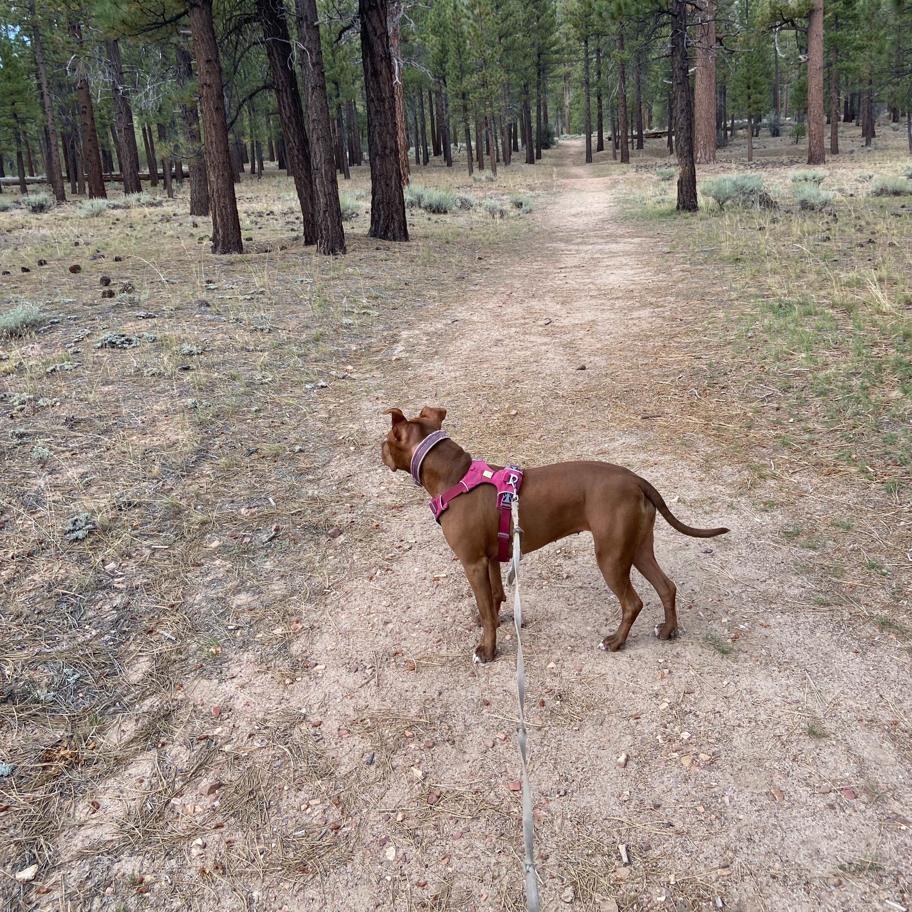 Holcomb Valley Campground | Fawnskin, California