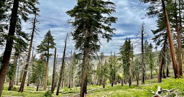 Horse Meadow Campground | Johnsondale, California