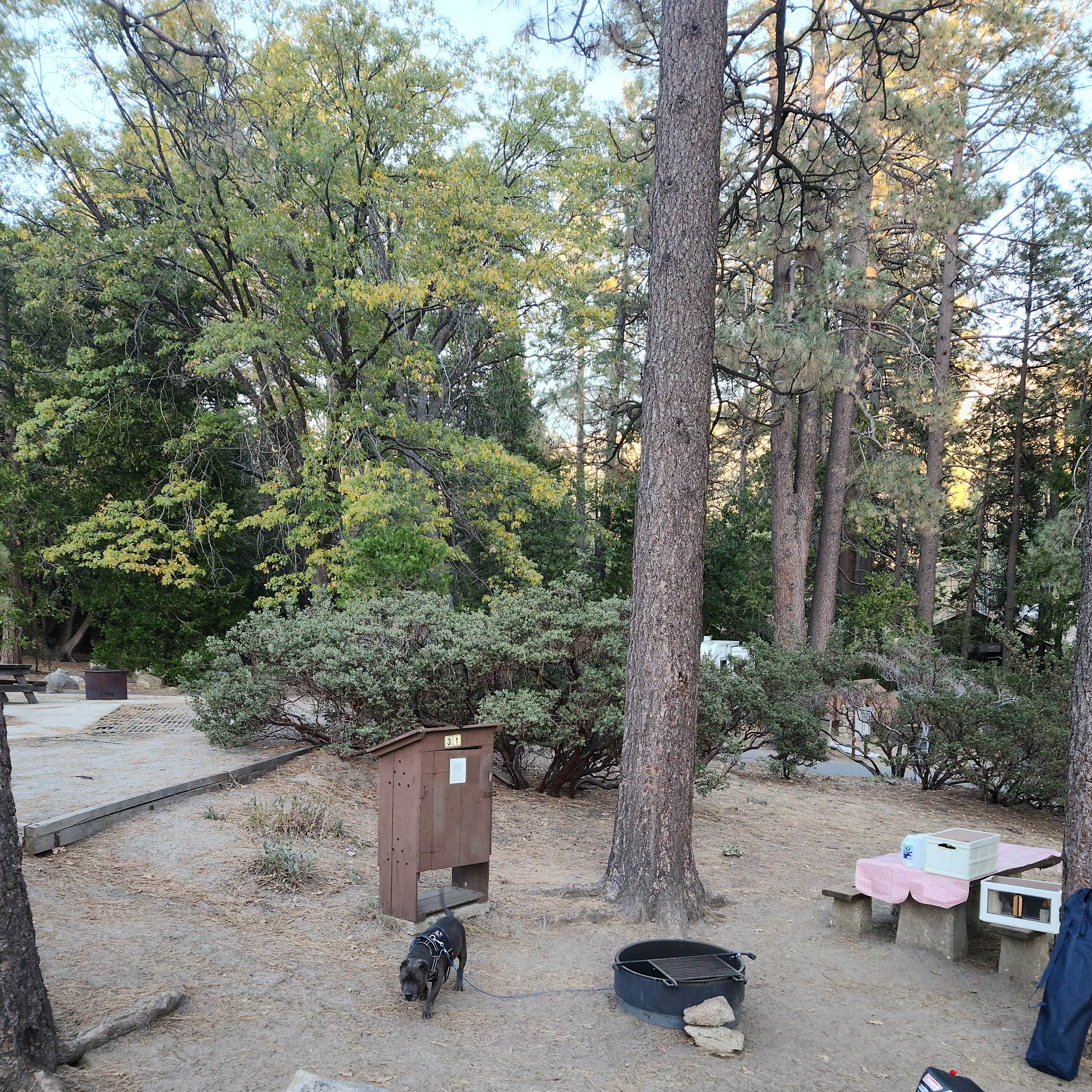 Idyllwild Campground — Mount San Jacinto State Park | Idyllwild, California