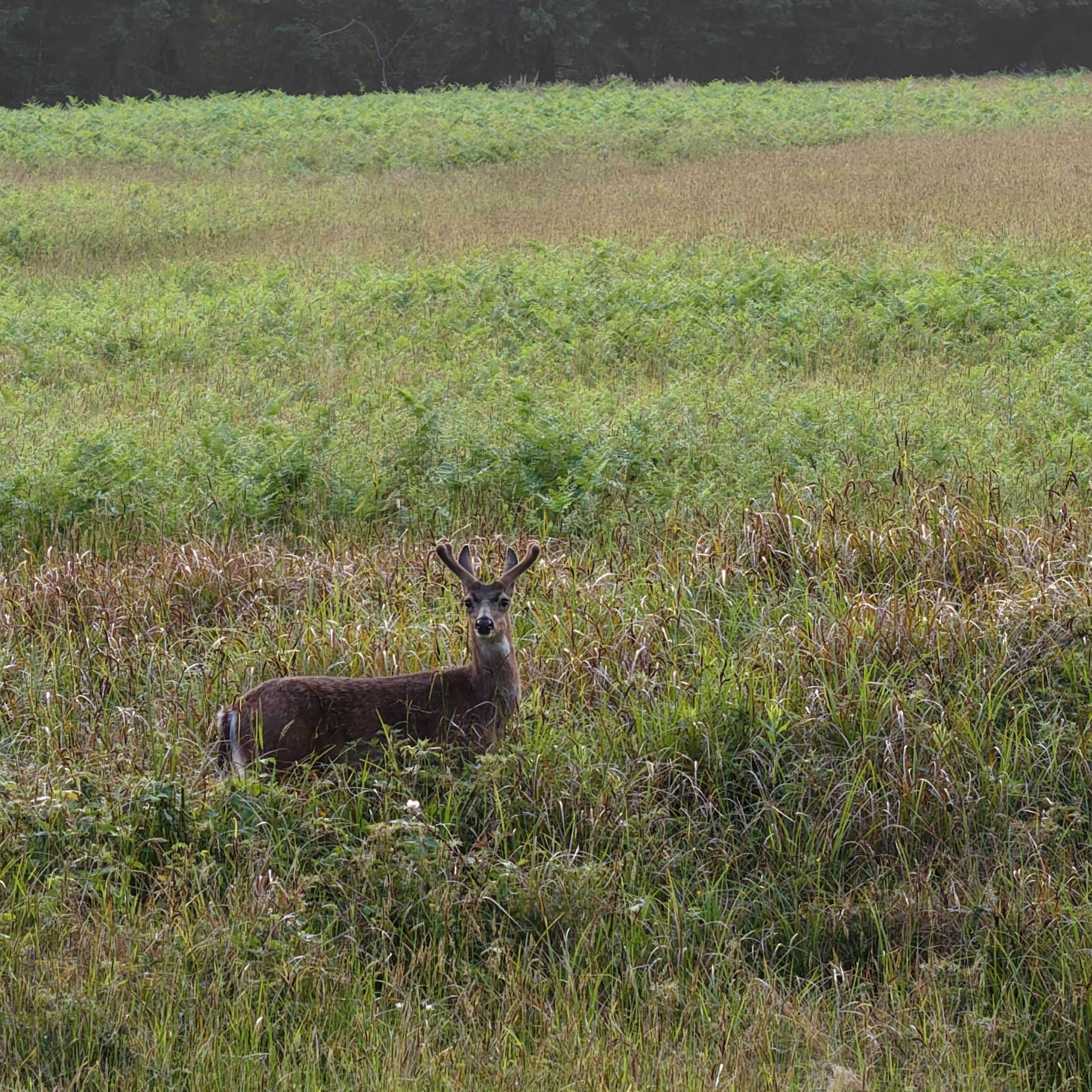 Elk Prairie Campground — Prairie Creek Redwoods State Park | Orick ...