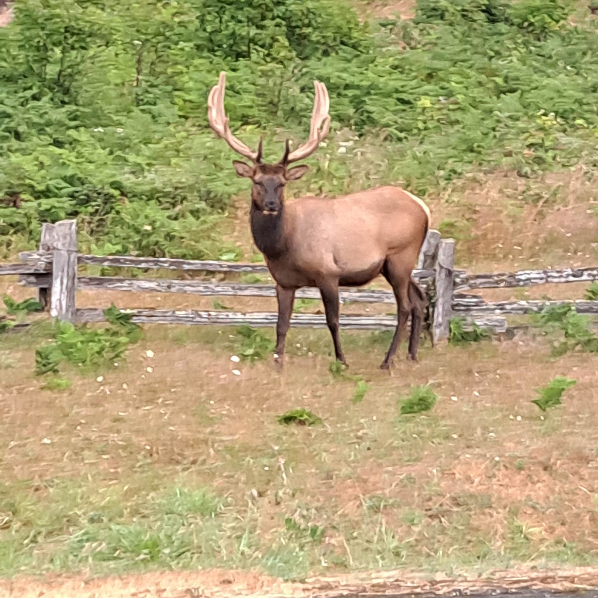 Elk Prairie Campground — Prairie Creek Redwoods State Park | Orick ...