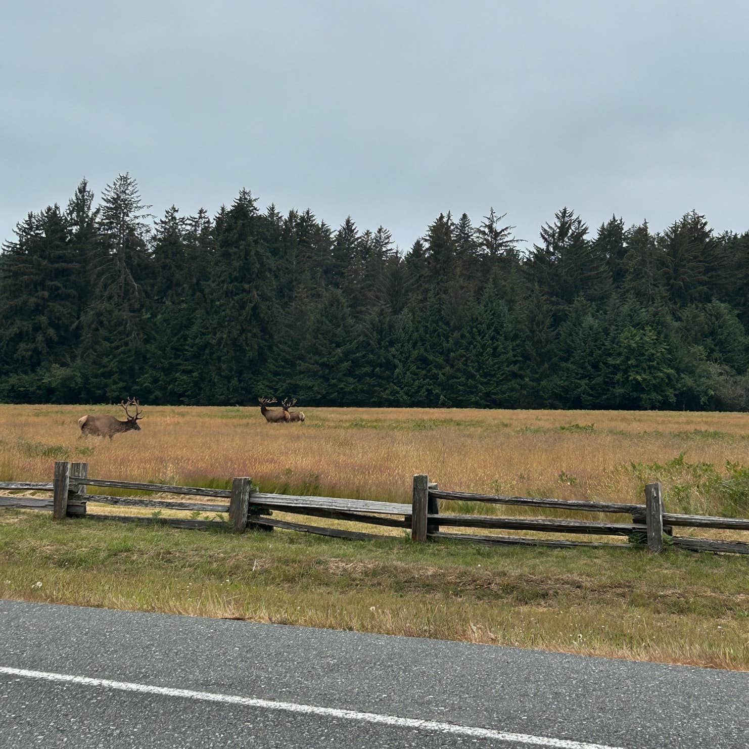 Elk Prairie Campground — Prairie Creek Redwoods State Park | Orick ...