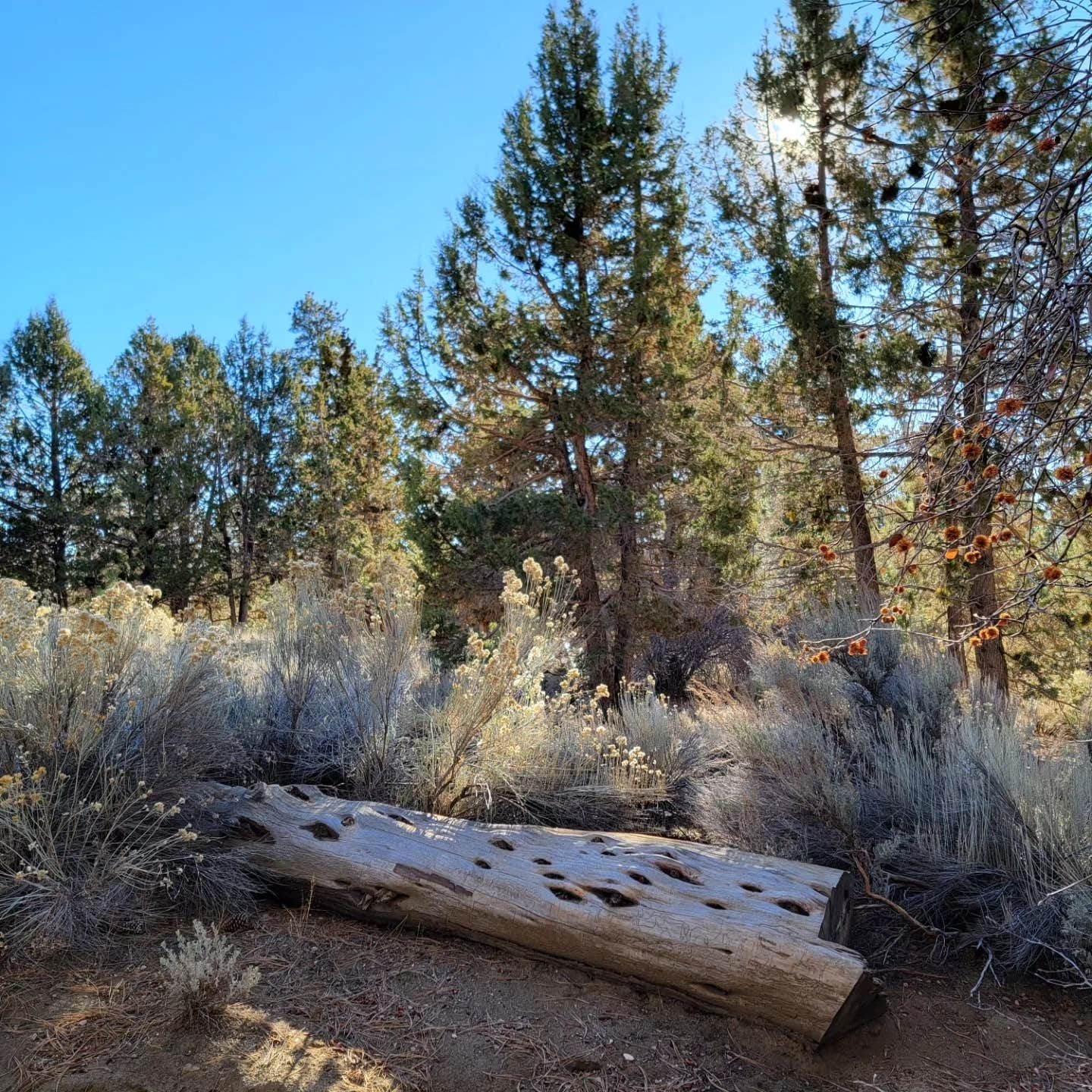 Serrano Camping | Big Bear Lake, California