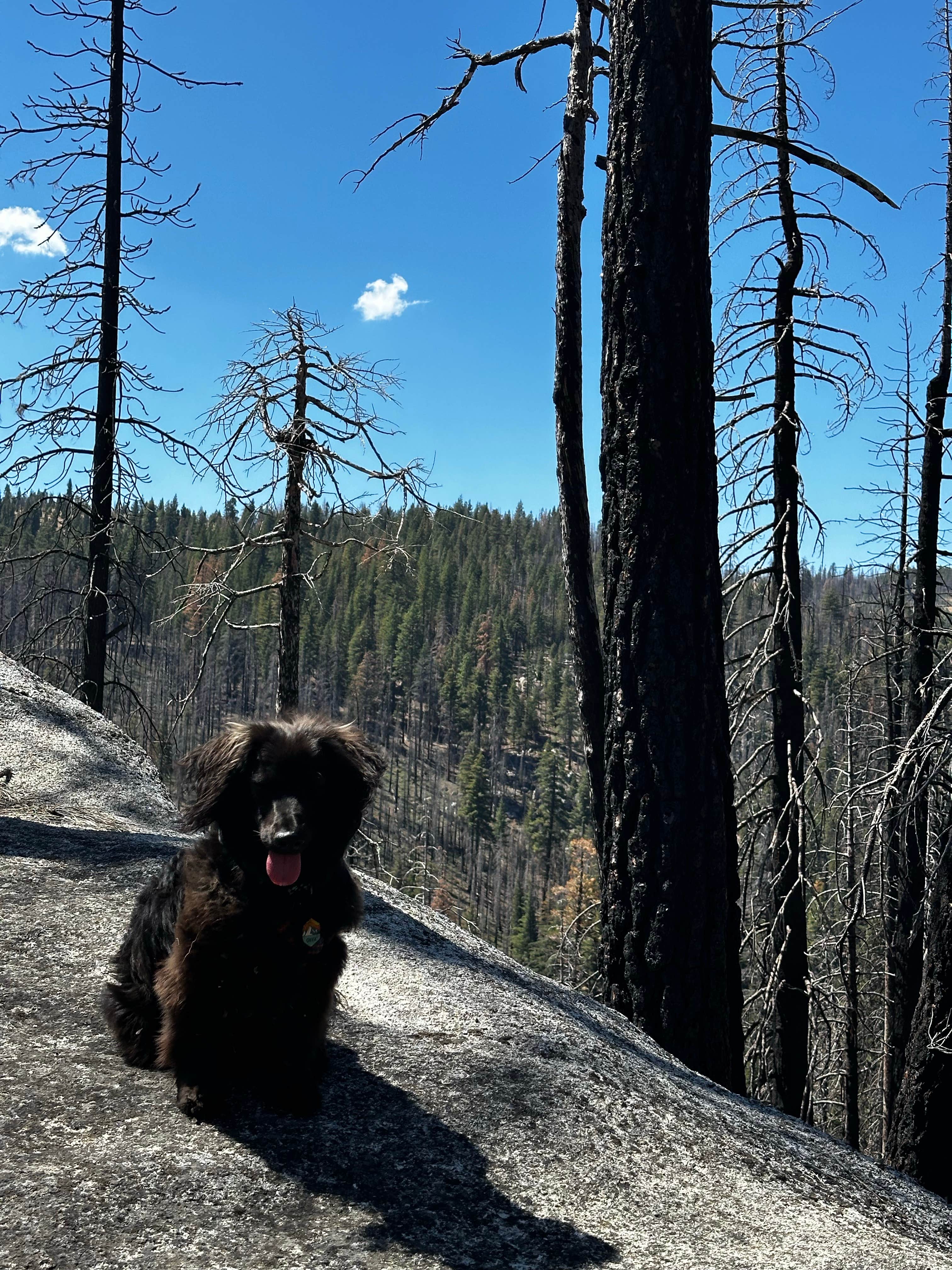 Silver Fork Campground | Kit Carson, California