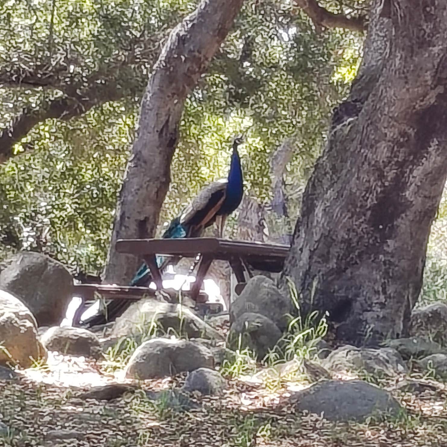 Steckel Park Camping | Santa Paula, California