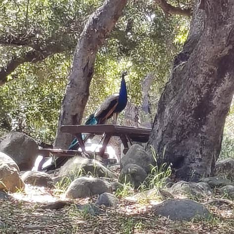 Steckel Park Camping | Santa Paula, California