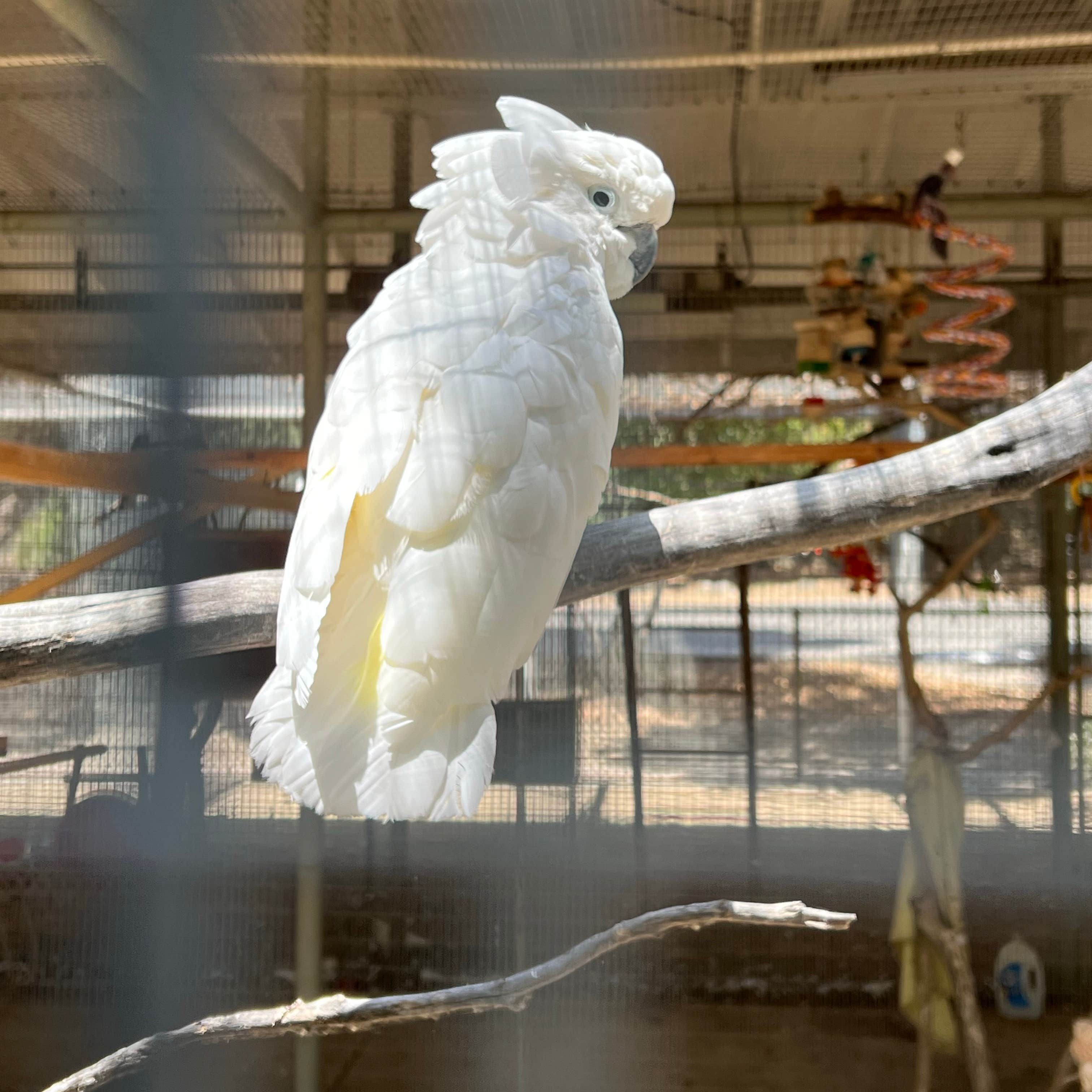 Steckel Park Camping | Santa Paula, California