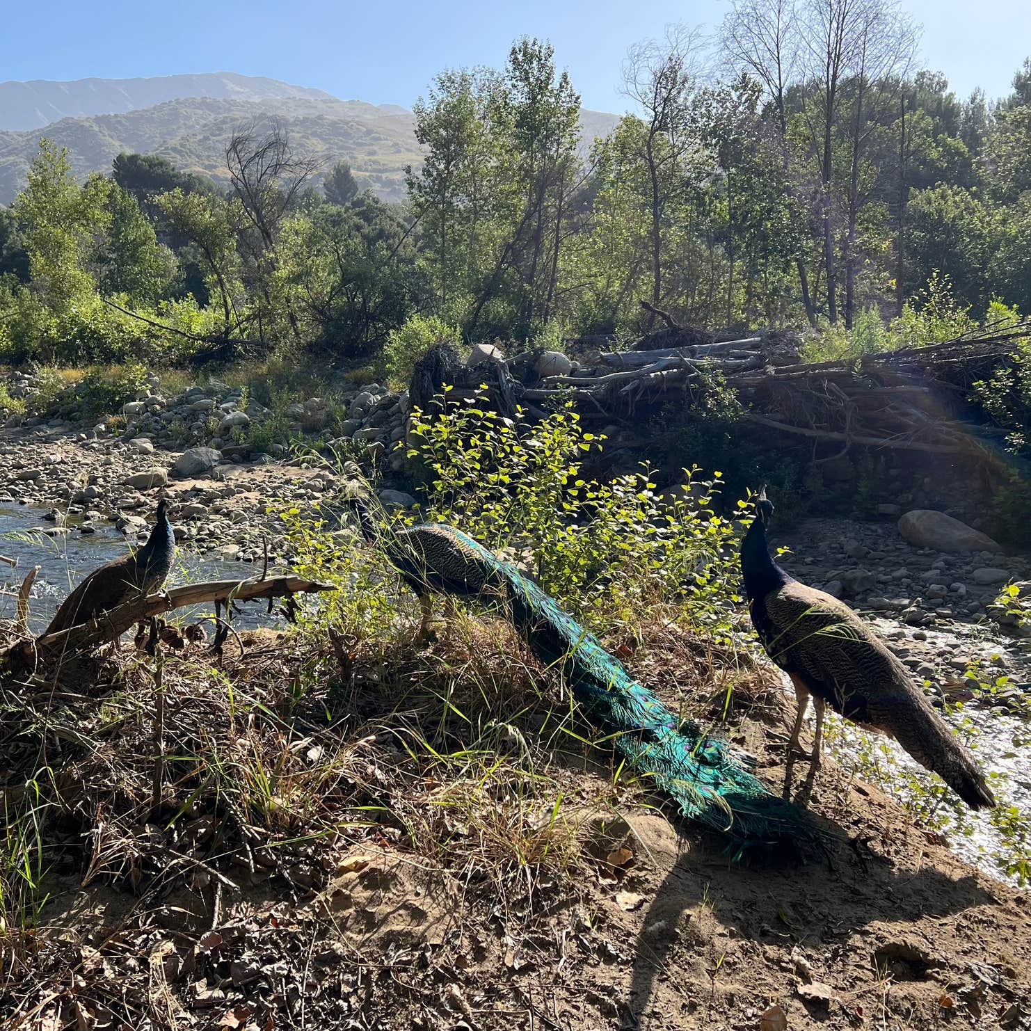 Steckel Park Camping | Santa Paula, CA