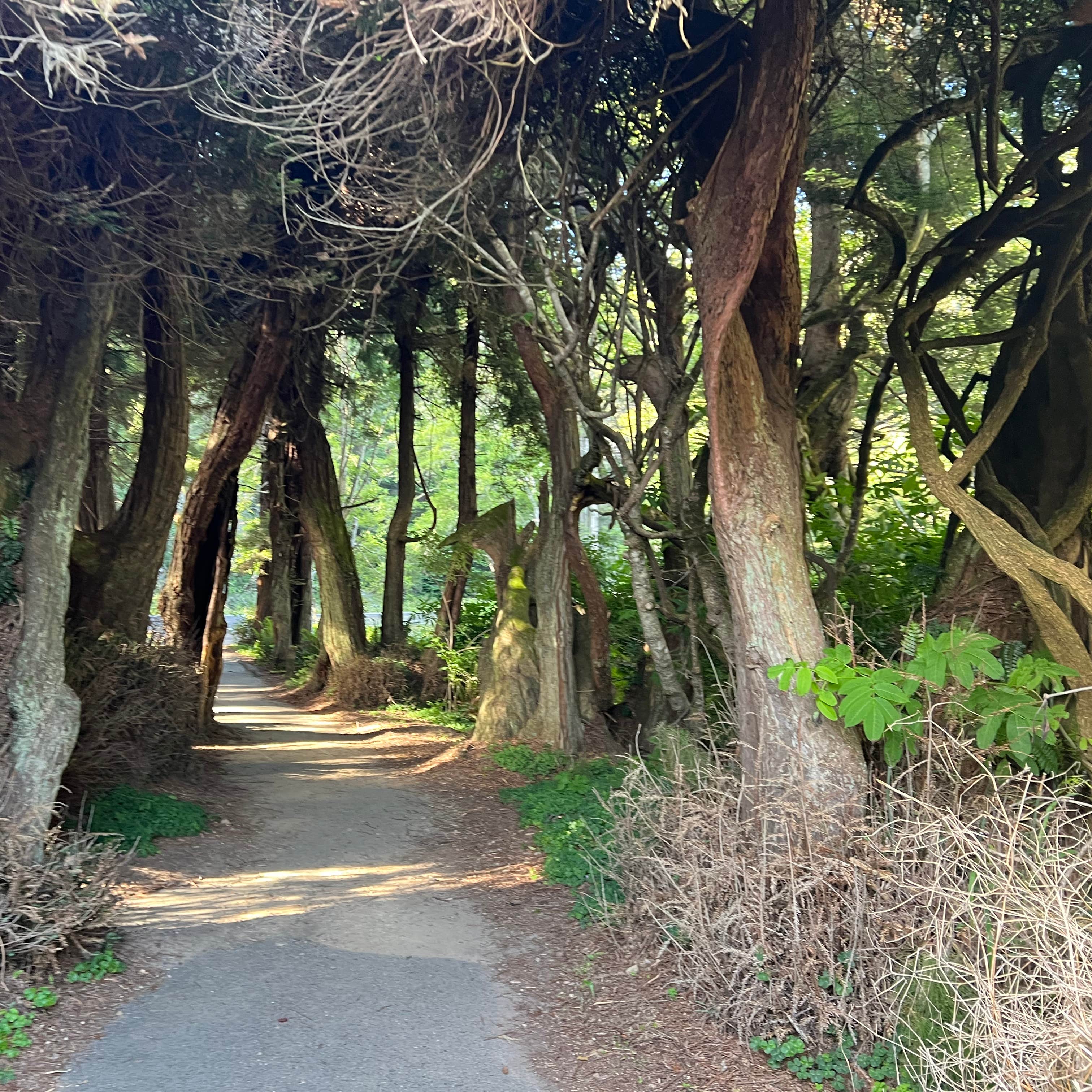 Stillwater Cove Regional Park Camping | Jenner, CA