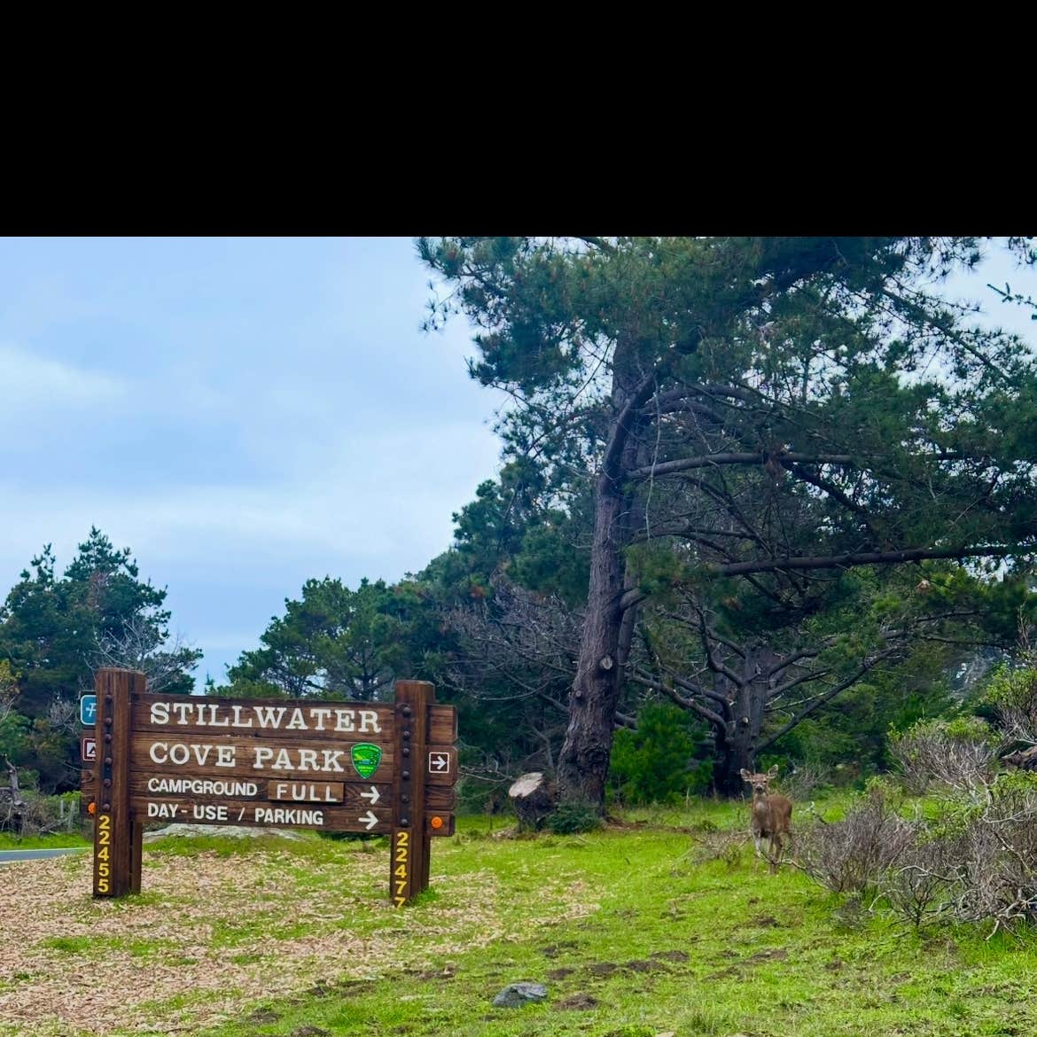 Stillwater Cove Regional Park Camping | Cazadero, California