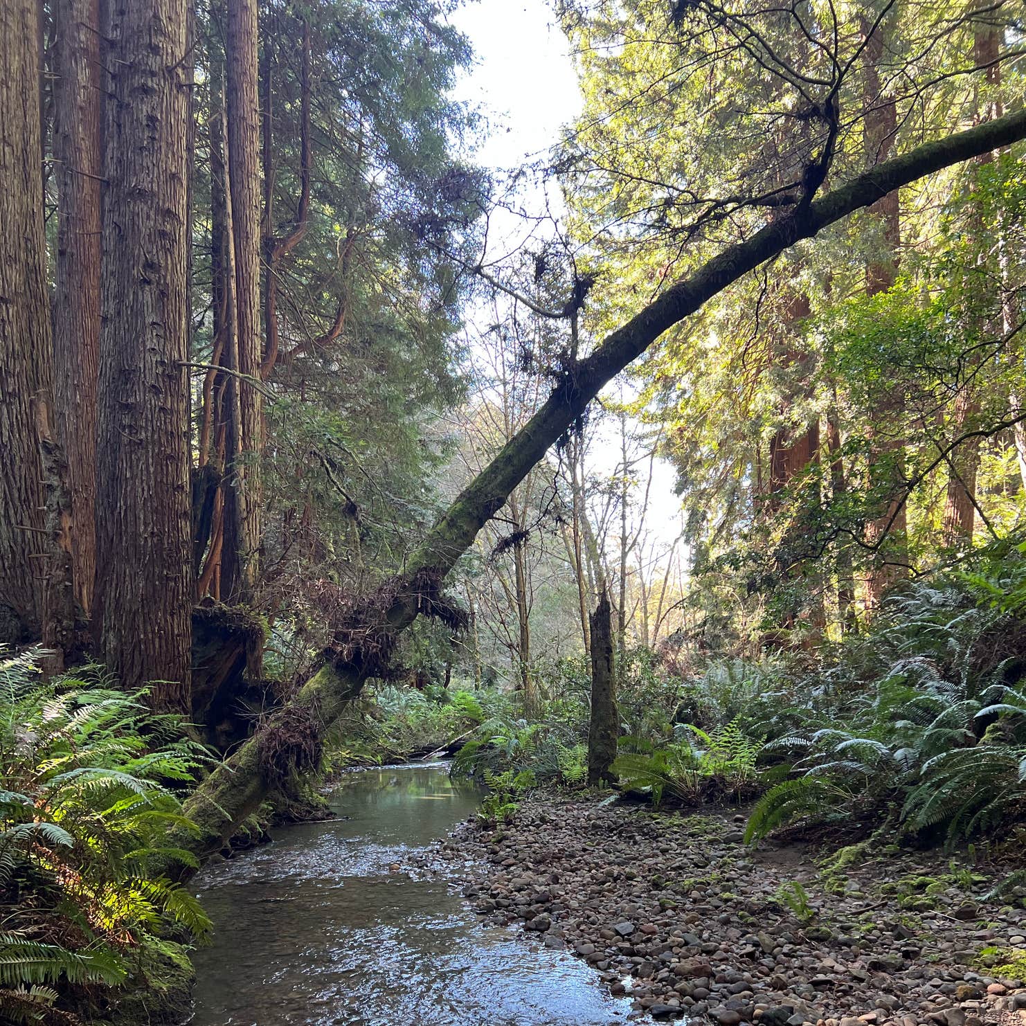 Stillwater Cove Regional Park Camping | Cazadero, California