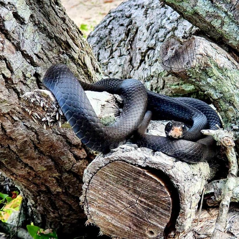 Carova sands Camping | Corolla, North Carolina
