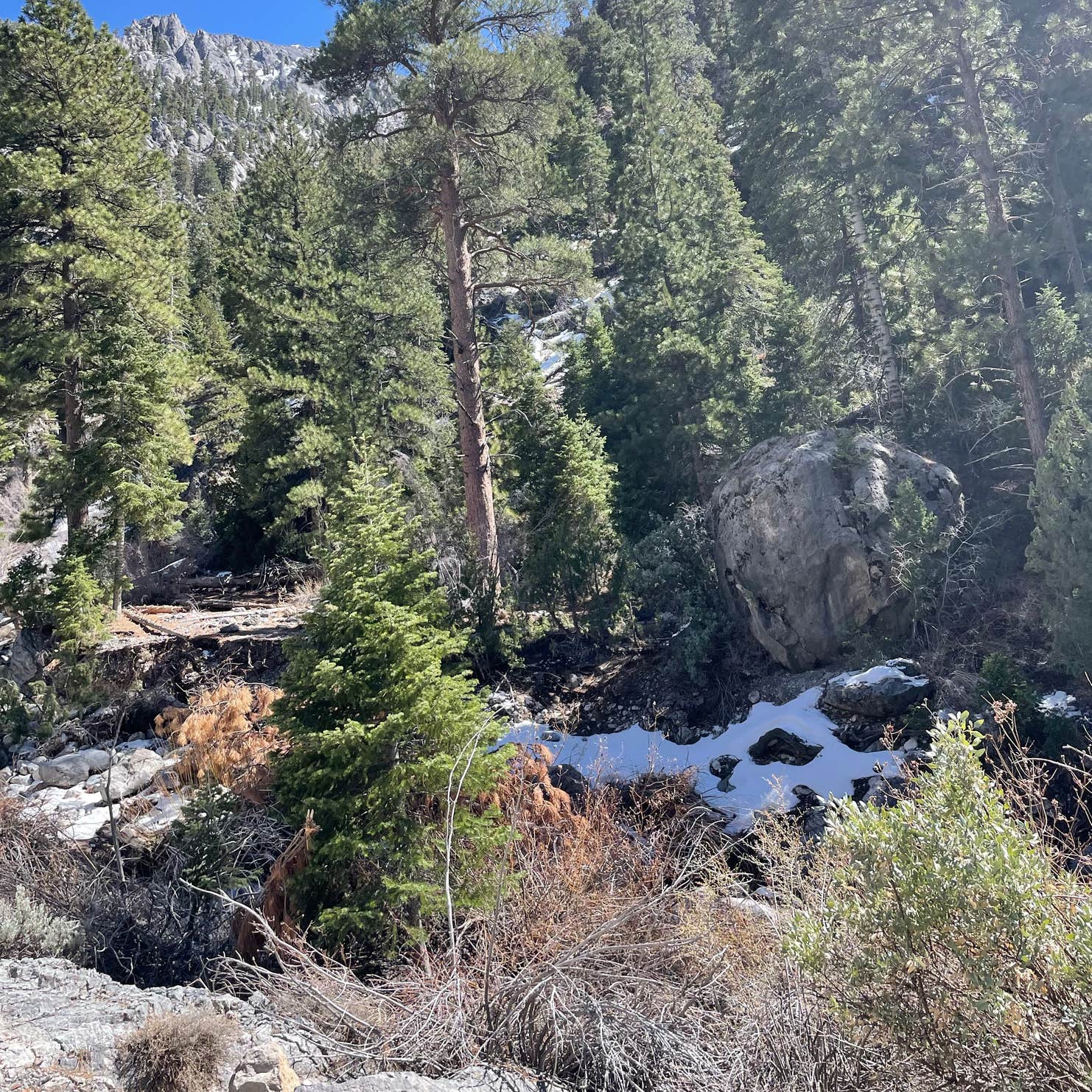 Carpenter Canyon Camping | Mount Charleston, Nevada