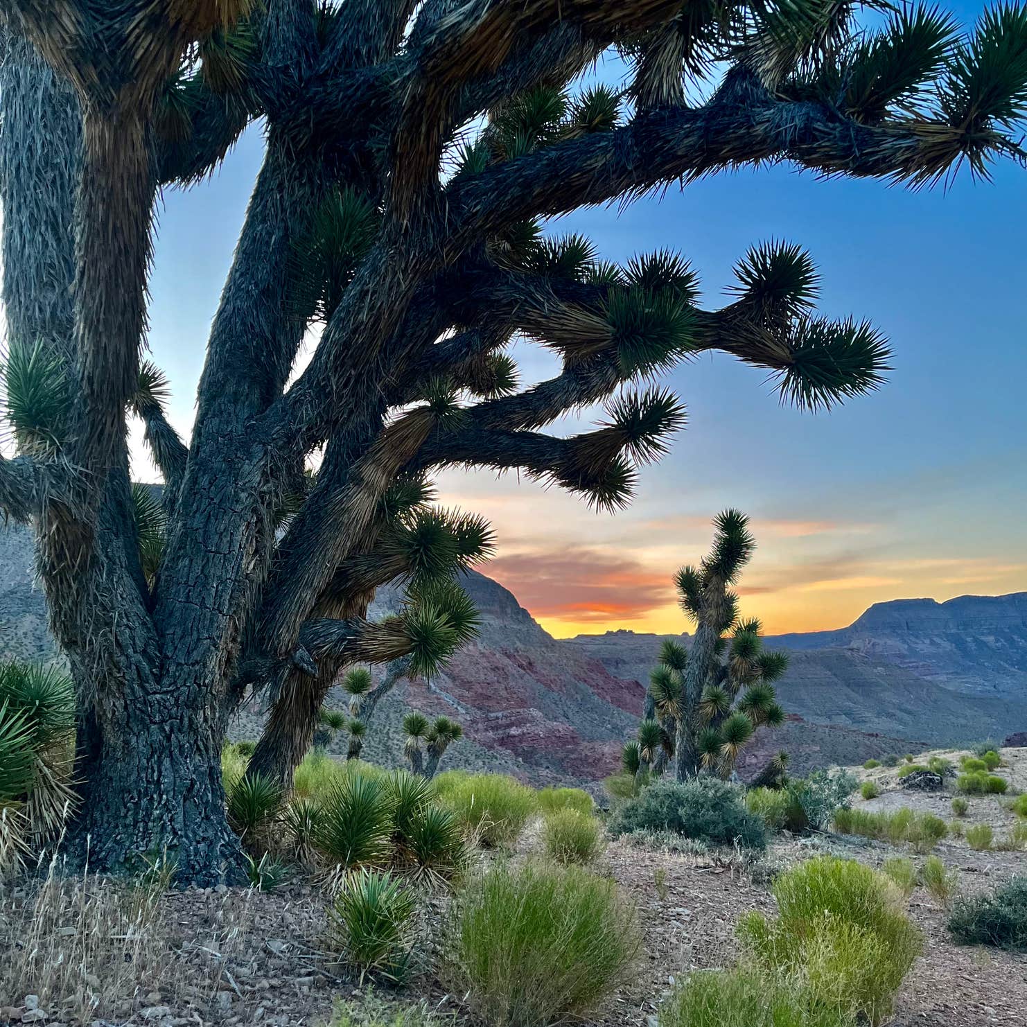 Cedar Pockets Pass Road - Dispersed Camping | Littlefield, Arizona