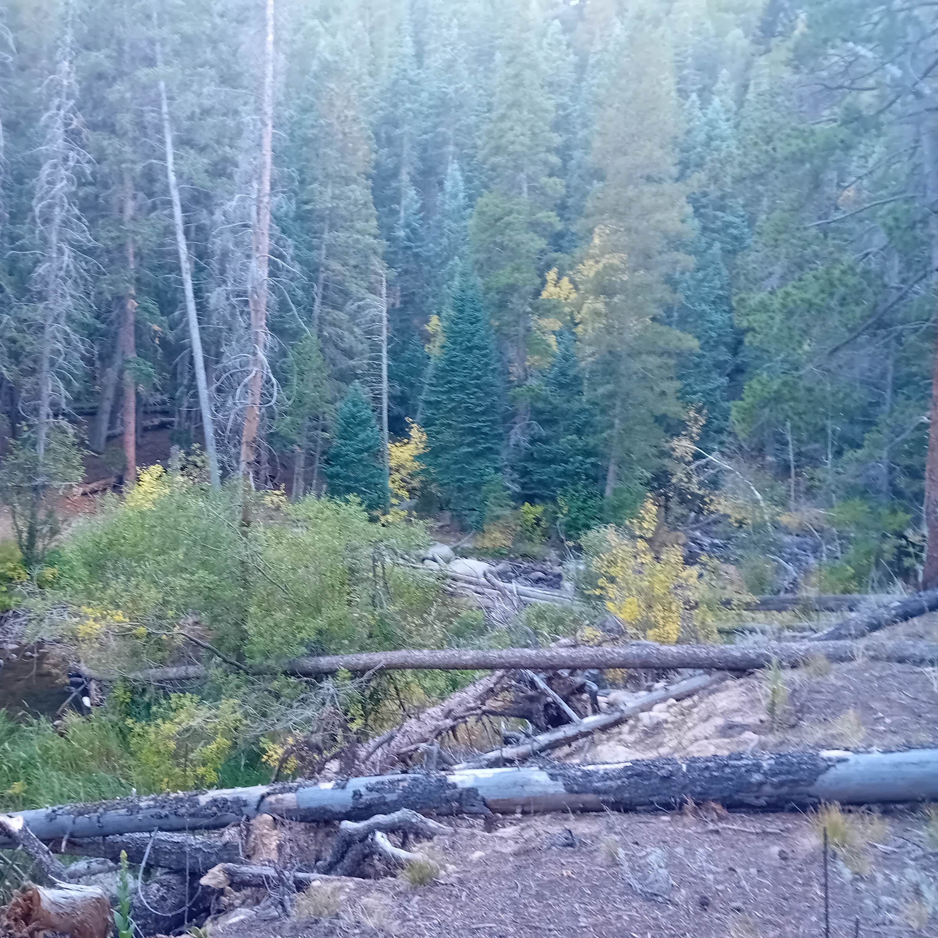 Ceran St. Vrain Trail Dispersed Camping | Jamestown, Colorado