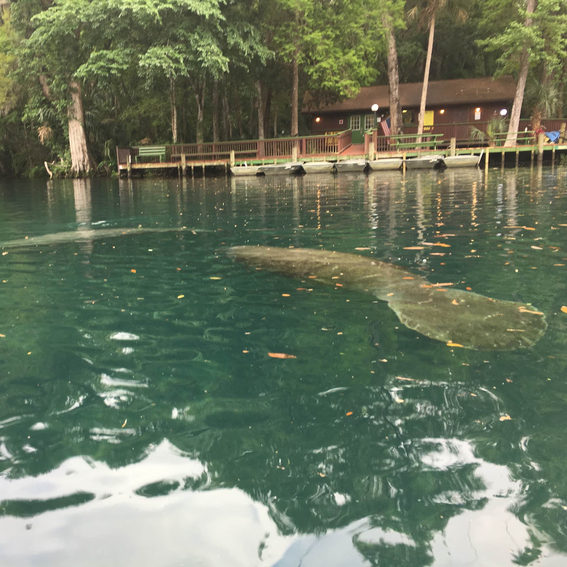 Chassahowitzka River Campground | Homosassa, Florida
