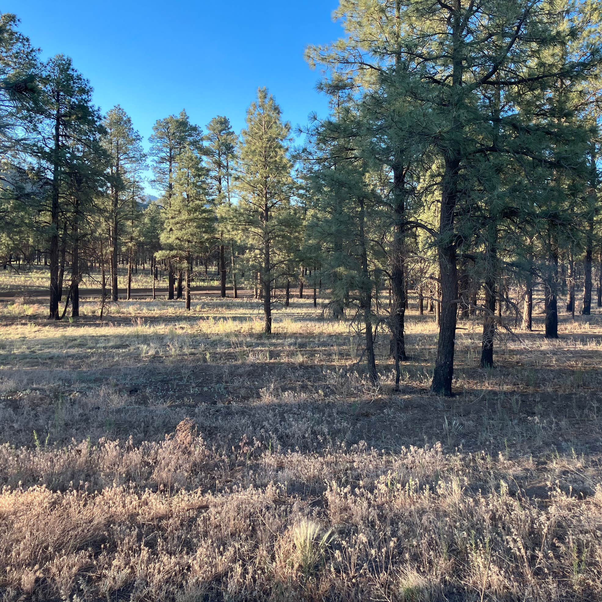 Cinder Hills Off Highway Vehicle Area Camping | Flagstaff, AZ